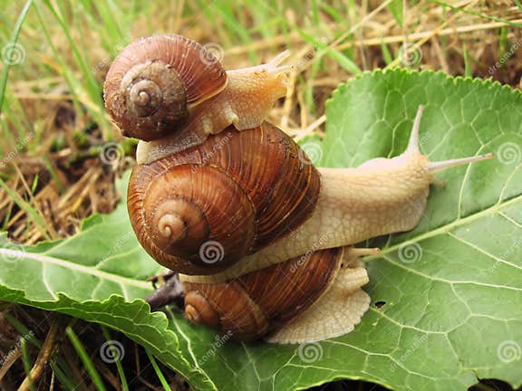 Pyramid of three snails stock photo. Image of mucus, pyramid - 14648090