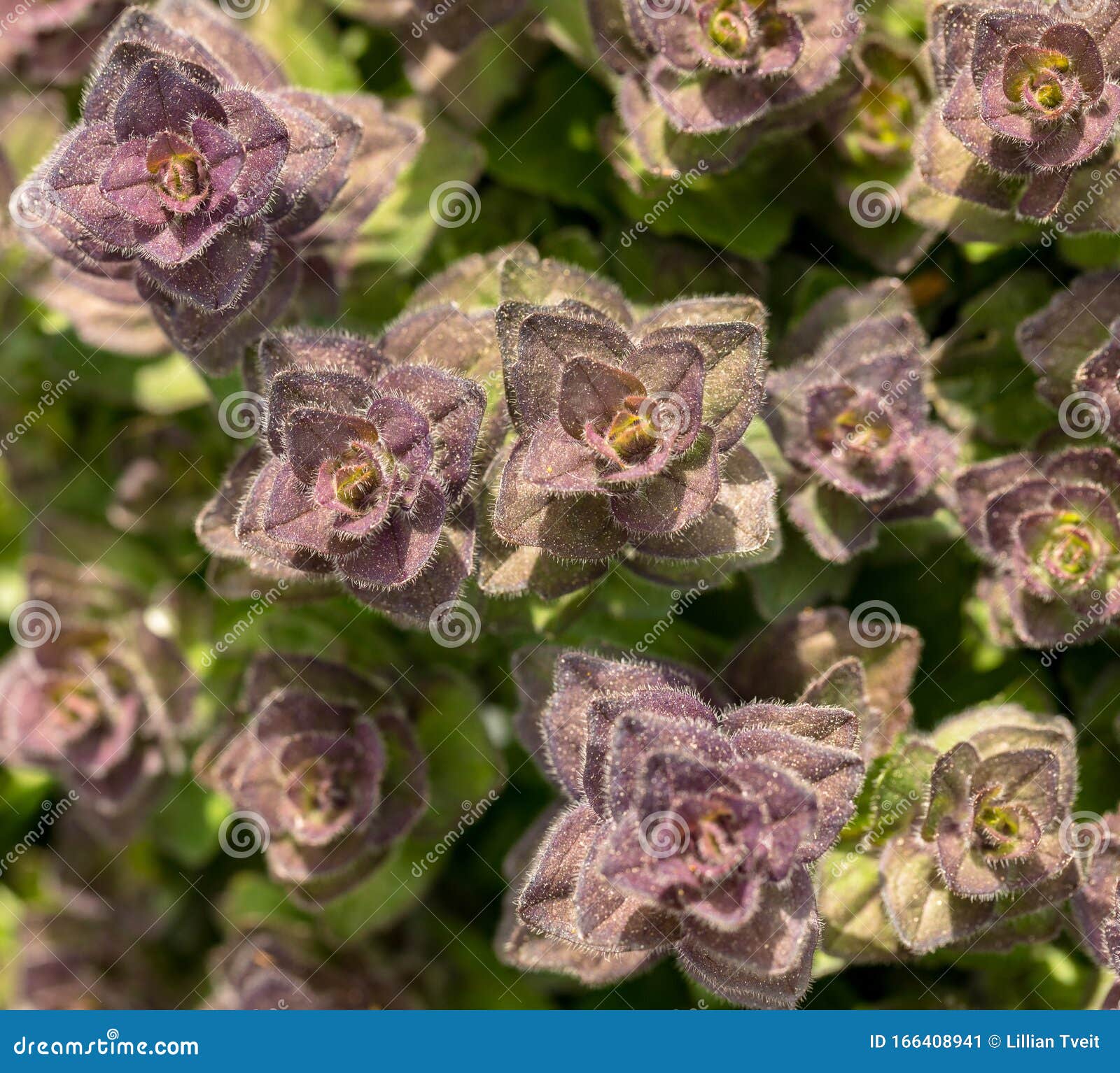 Pyramidal Bugle - Ajuga Pyramidalis - Wild Flower Seen from Above Stock ...