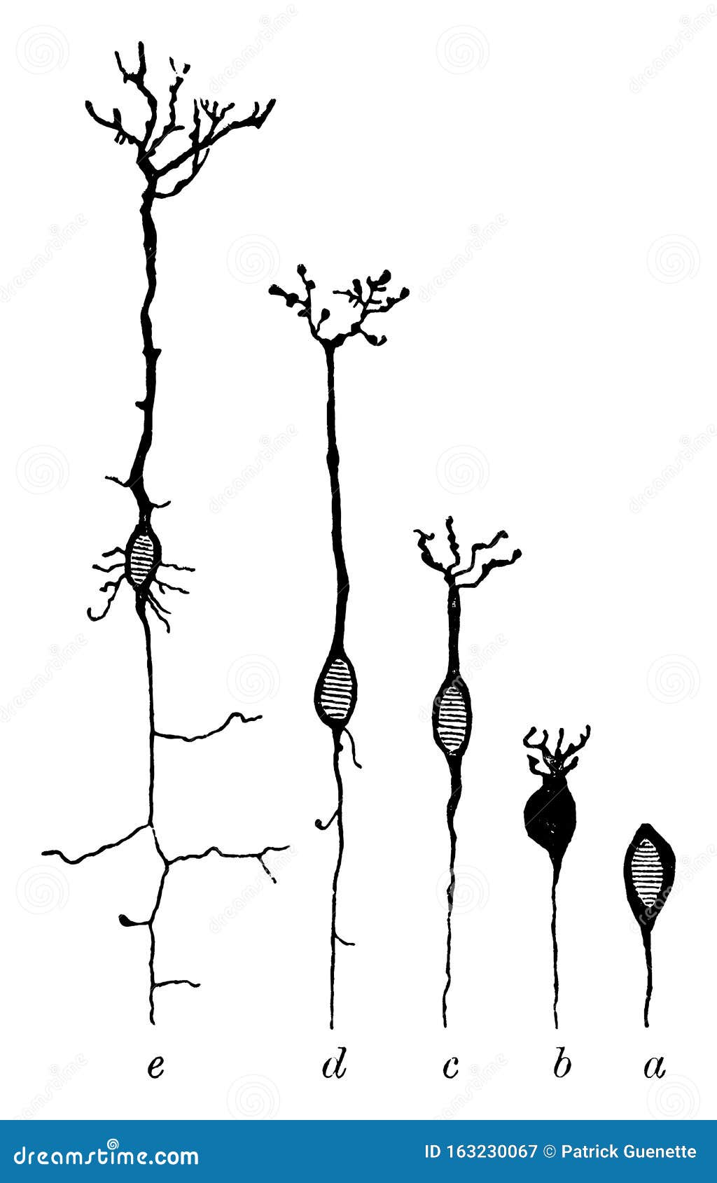 Pyramidal Cells of the Brain, Vintage Illustration Stock Vector ...
