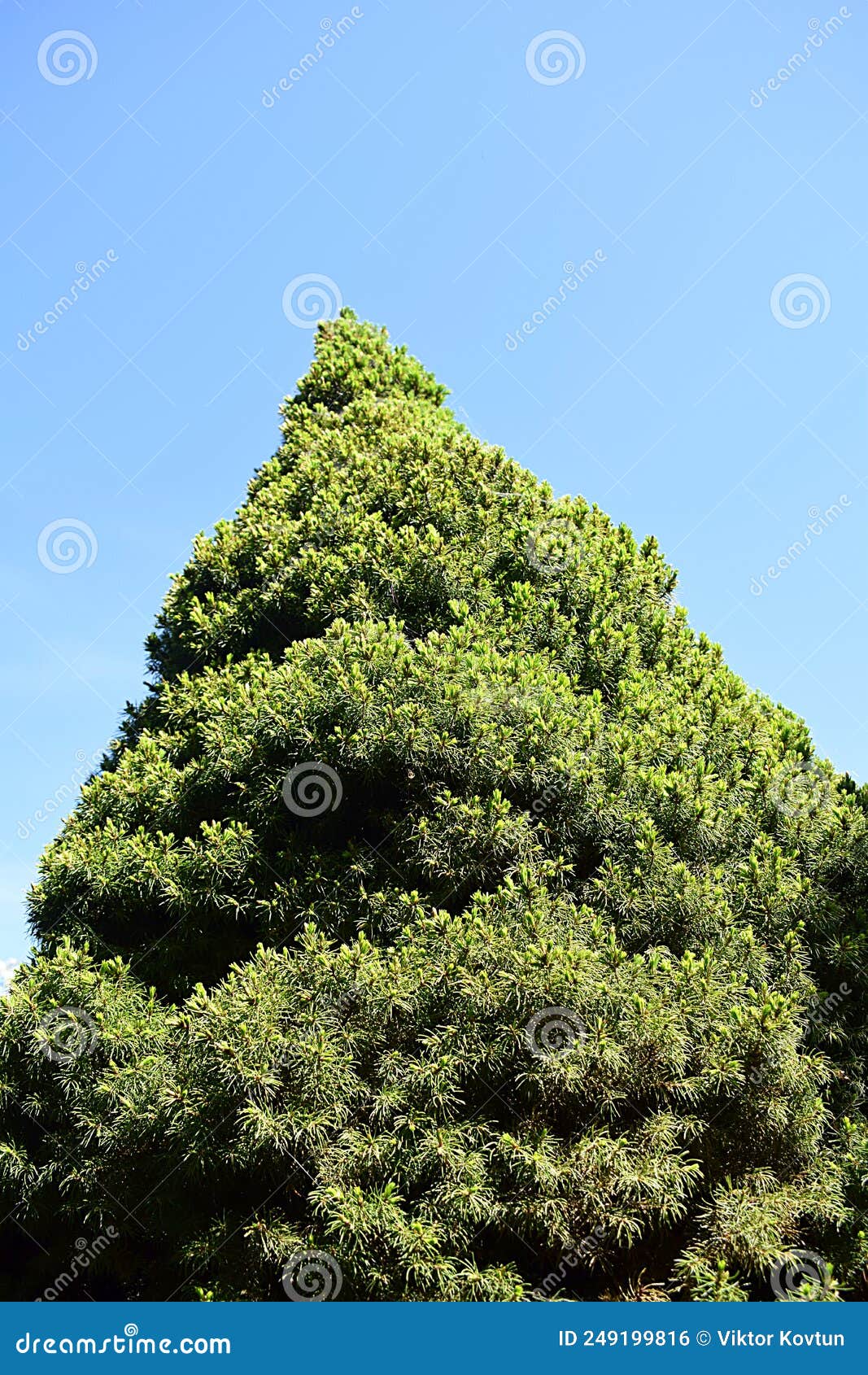 Pyramidal Crown of Canadian Spruce Against the Sky Stock Photo - Image ...