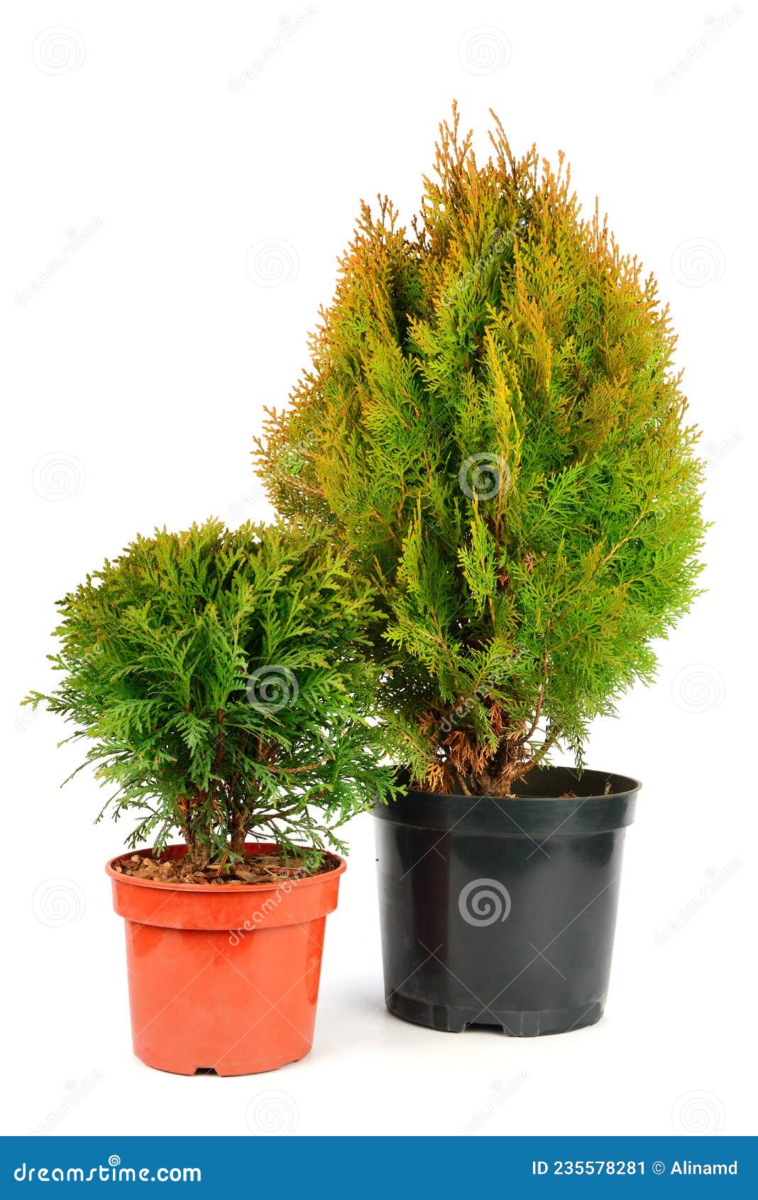 Juniper Pyramidal On The Background Of Yellow Golden Trees In The Rays ...