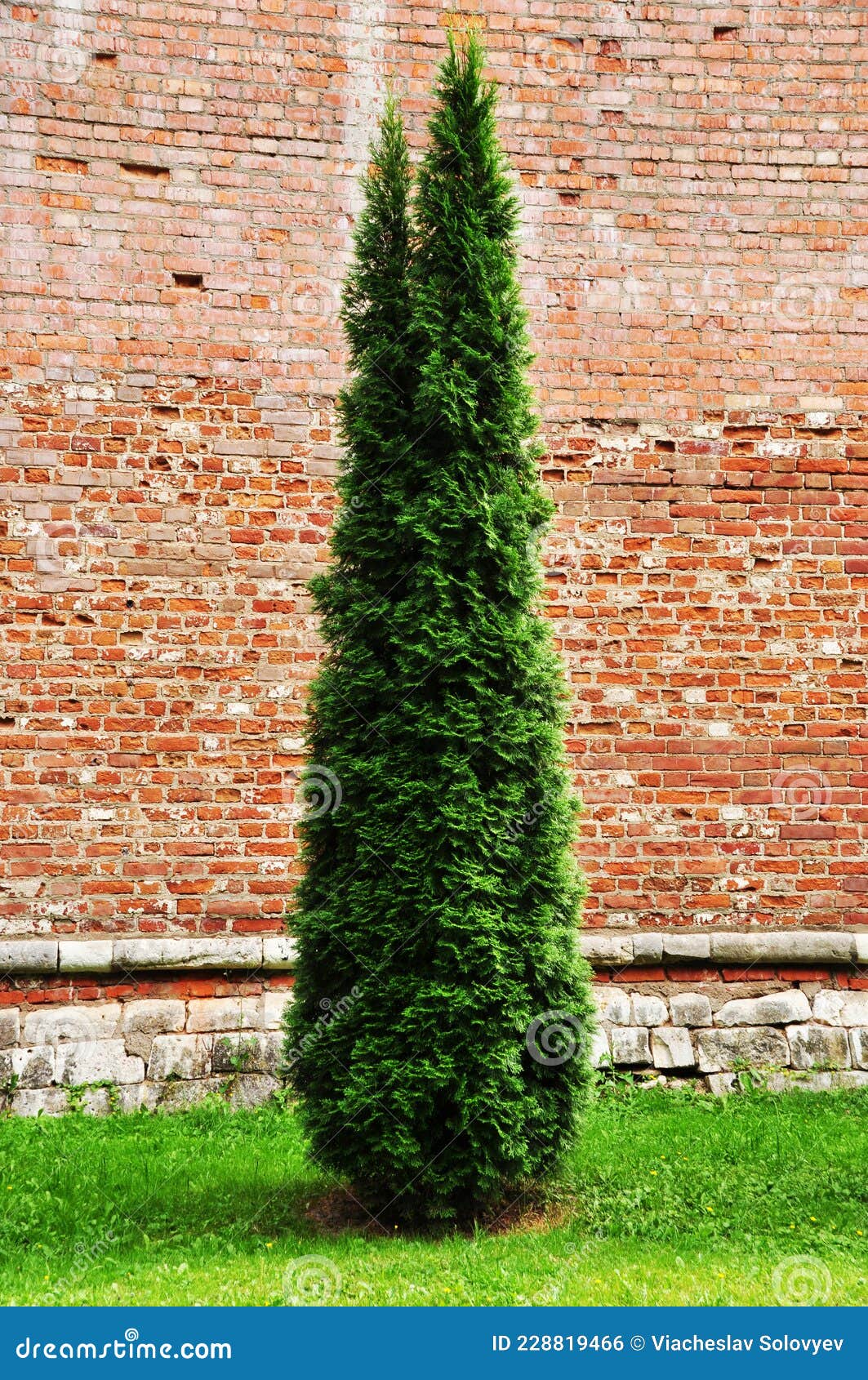 Pyramidal Tree Royalty-Free Stock Image | CartoonDealer.com #42956680