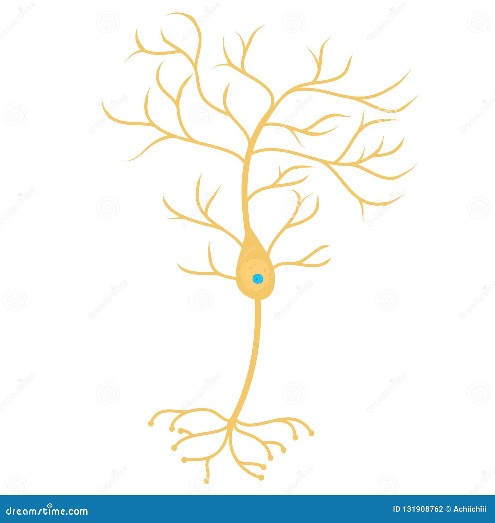 Pyramidal Neurons