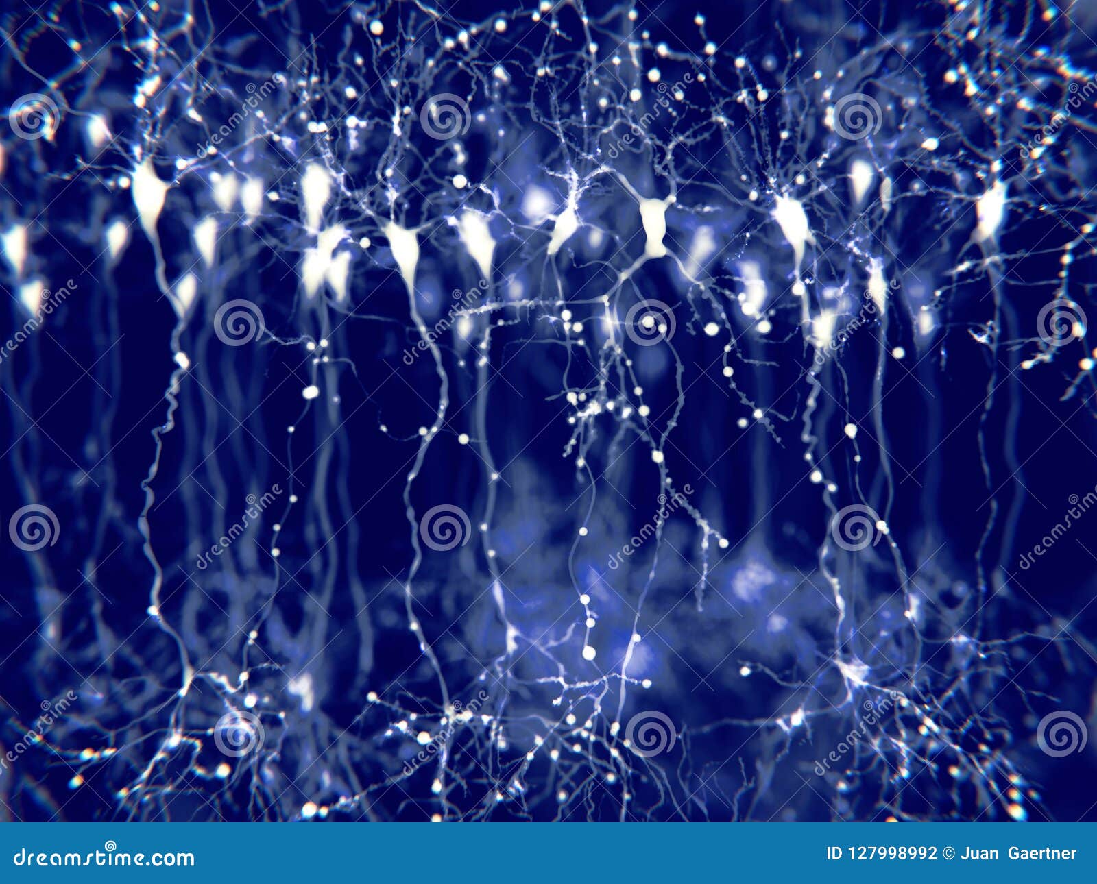 Pyramidal Neurons in the Cerebral Cortex Stock Illustration ...