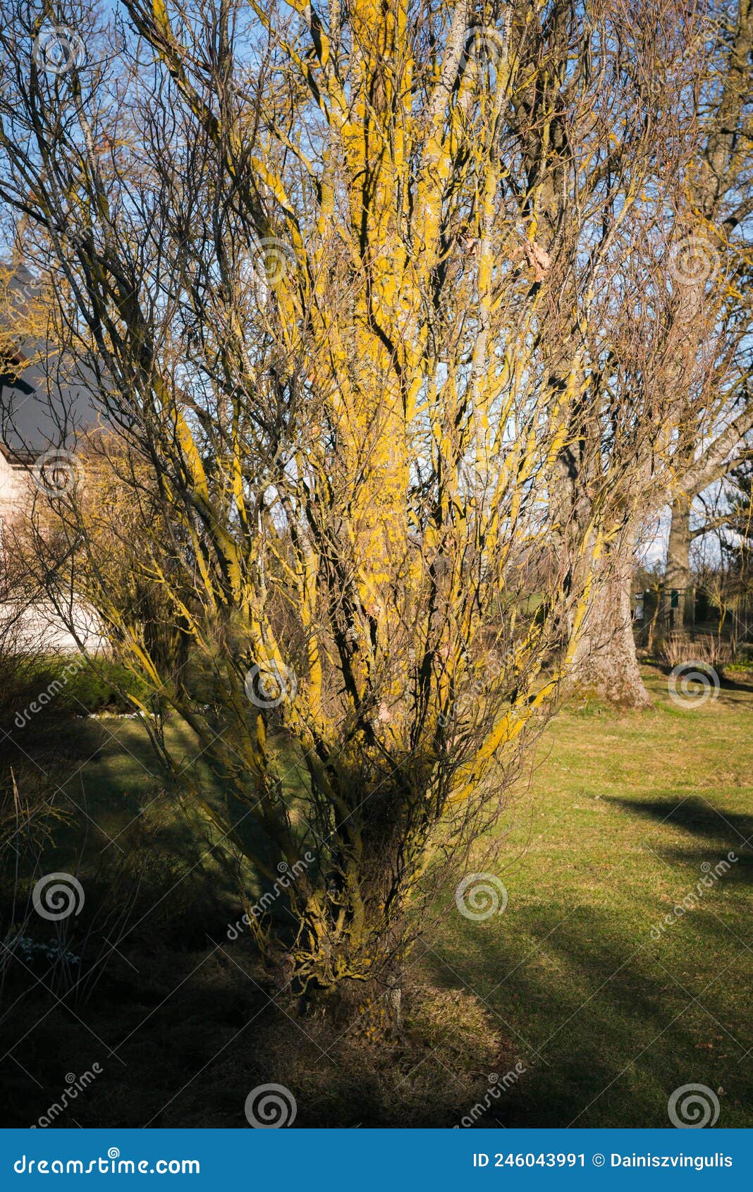 Pyramidal Oak without Leaves in the Garden. Stock Image - Image of park ...