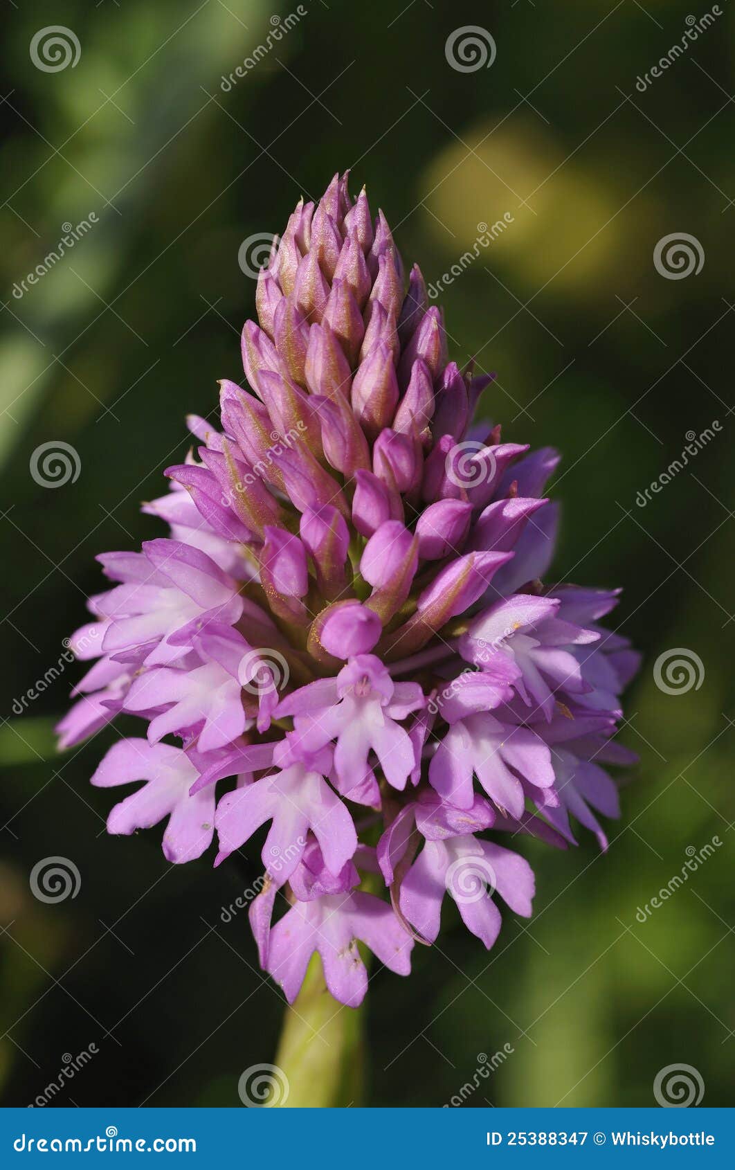 Pyramidal Orchid stock image. Image of hardy, pink, summer - 25388347