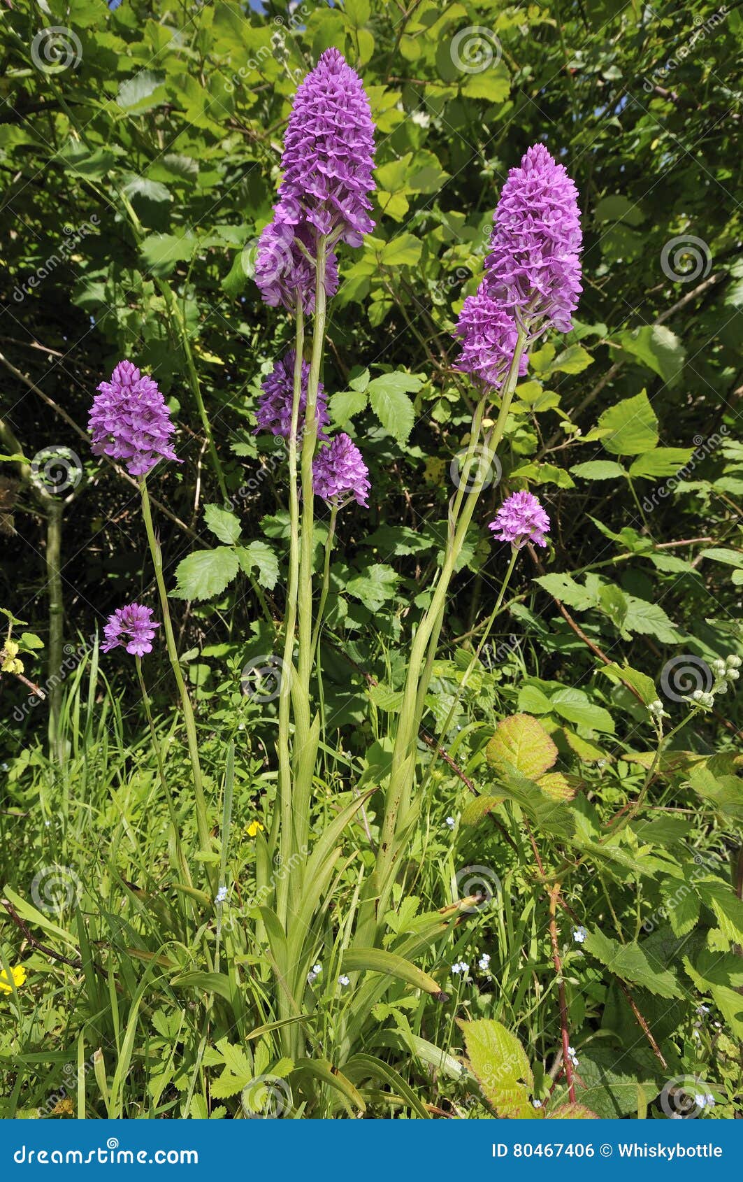 Pyramidal Orchid stock photo. Image of orchid, orchidaceae - 80467406
