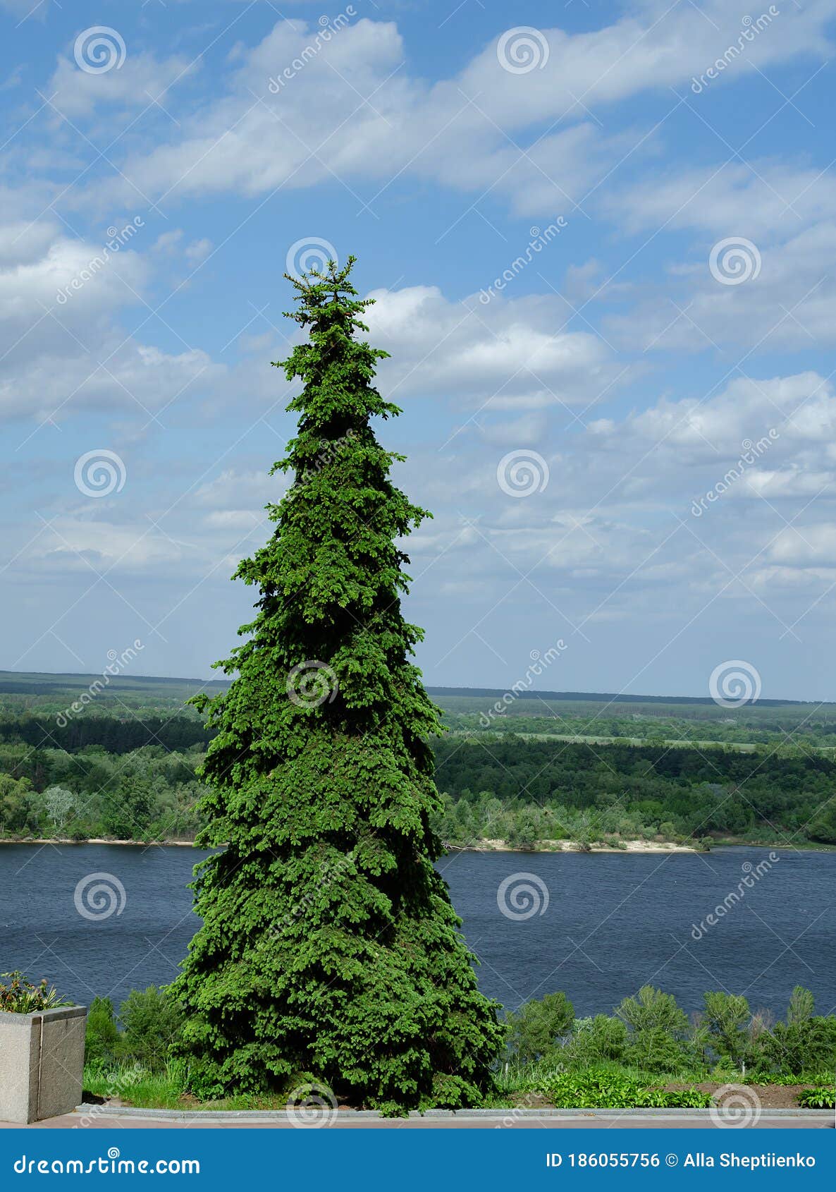 Pyramidal Spruce, Conifer in a Park on the Banks of the Dnipro River ...
