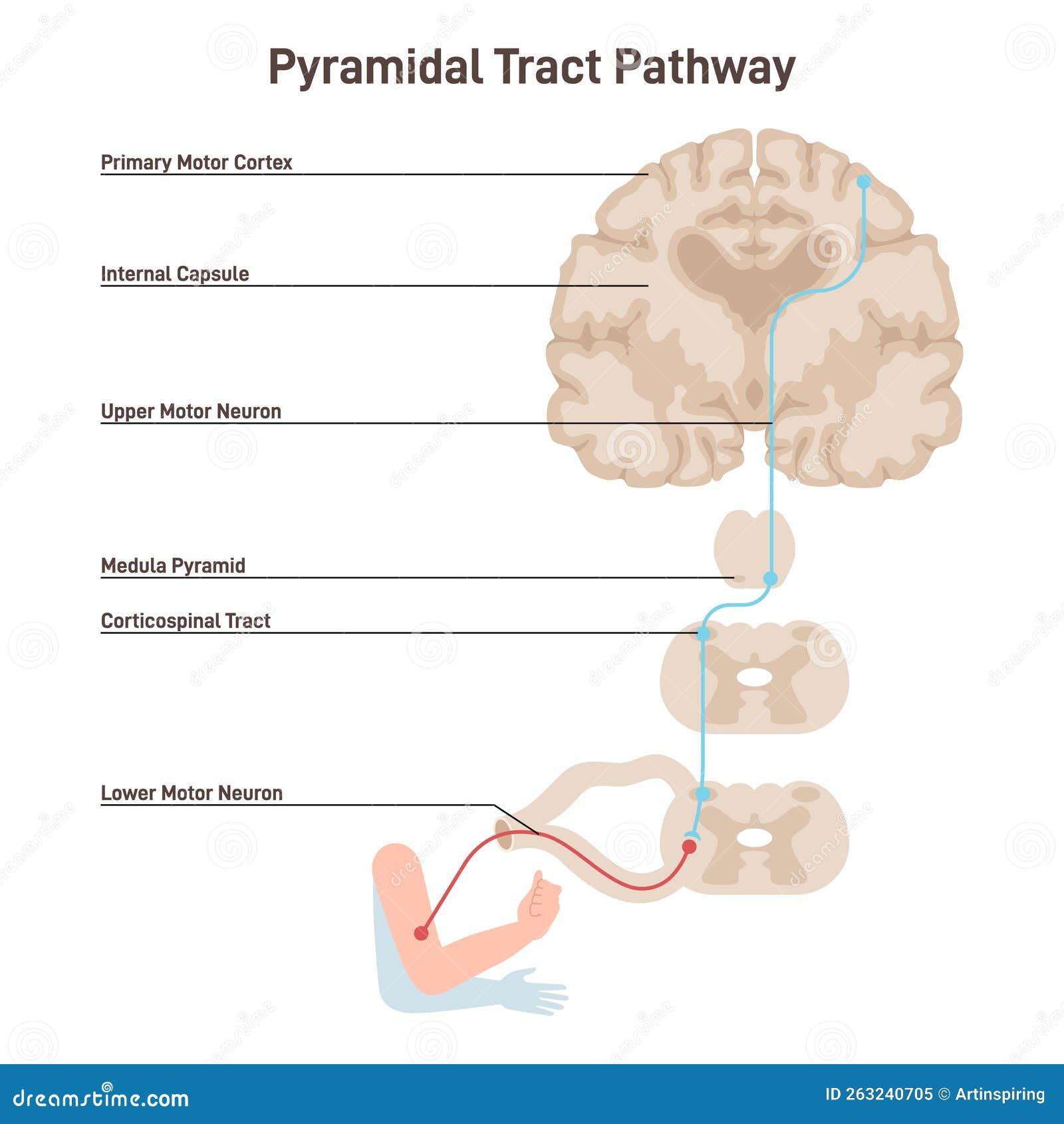Pyramidal Tract Pathway. Somatic Nervous System, Voluntary Control ... Pyramidal Tract Pathway. Somatic Nervous System, Voluntary Control ...