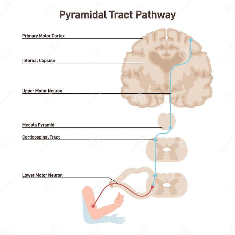 Pyramidal Tract Pathway. Somatic Nervous System, Voluntary Control ...