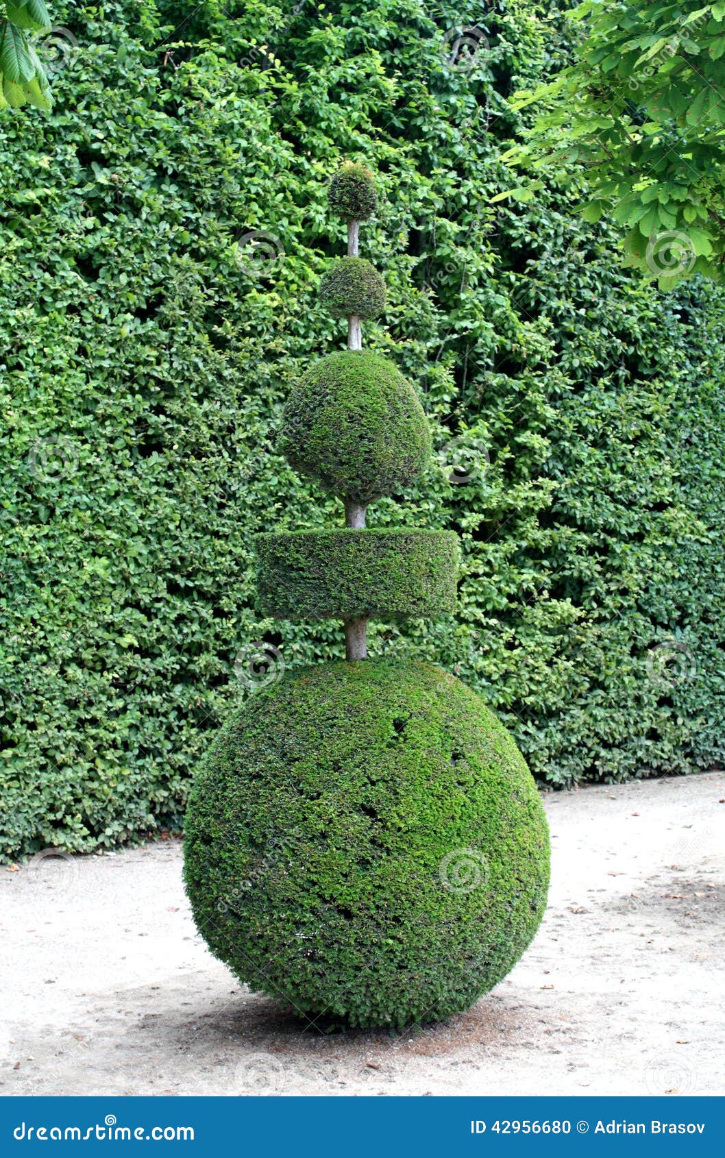 Pyramidal tree stock photo. Image of versailles, square - 42956680