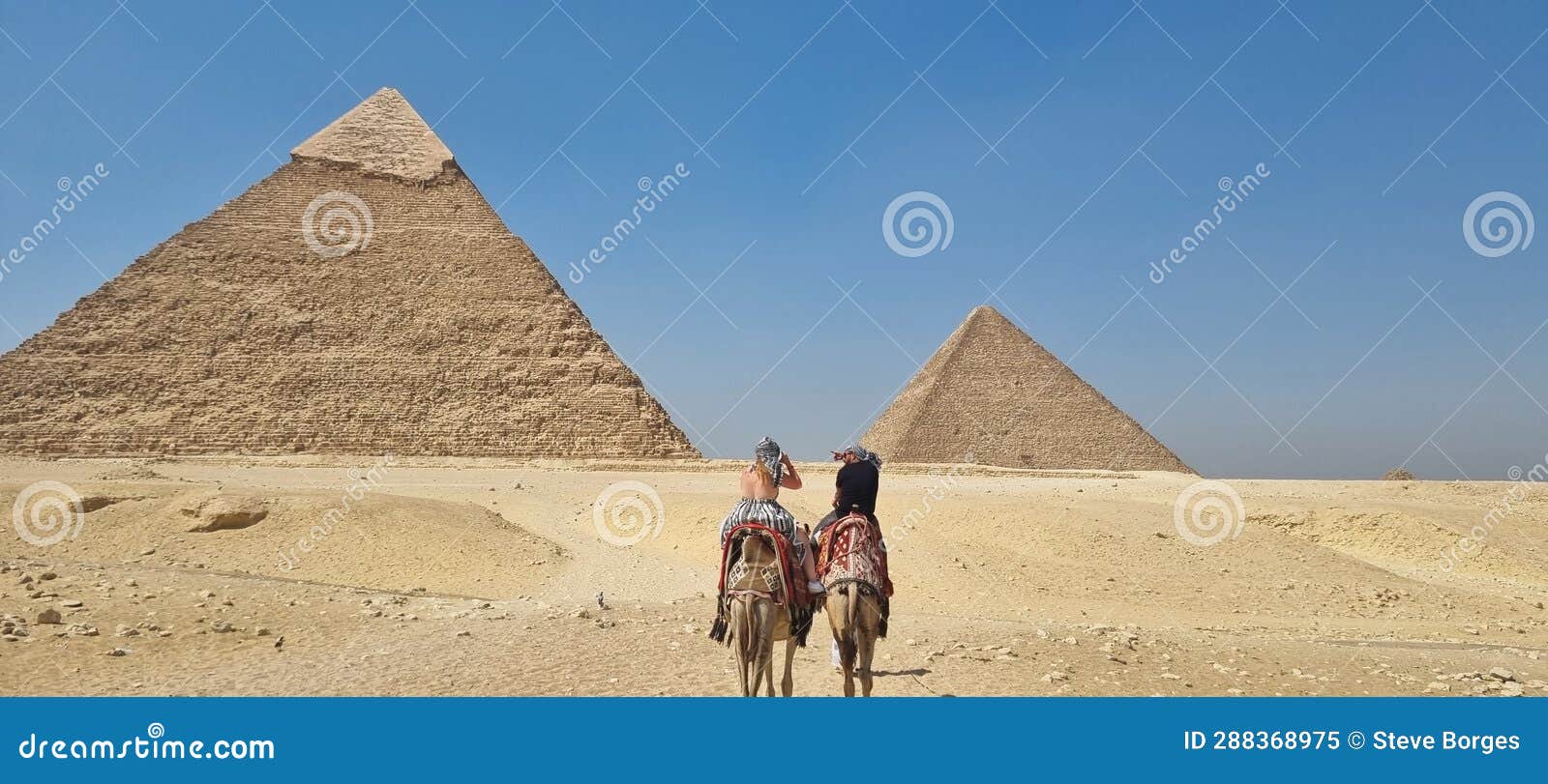 Pyramids camel ride stock image. Image of camel, desert - 288368975