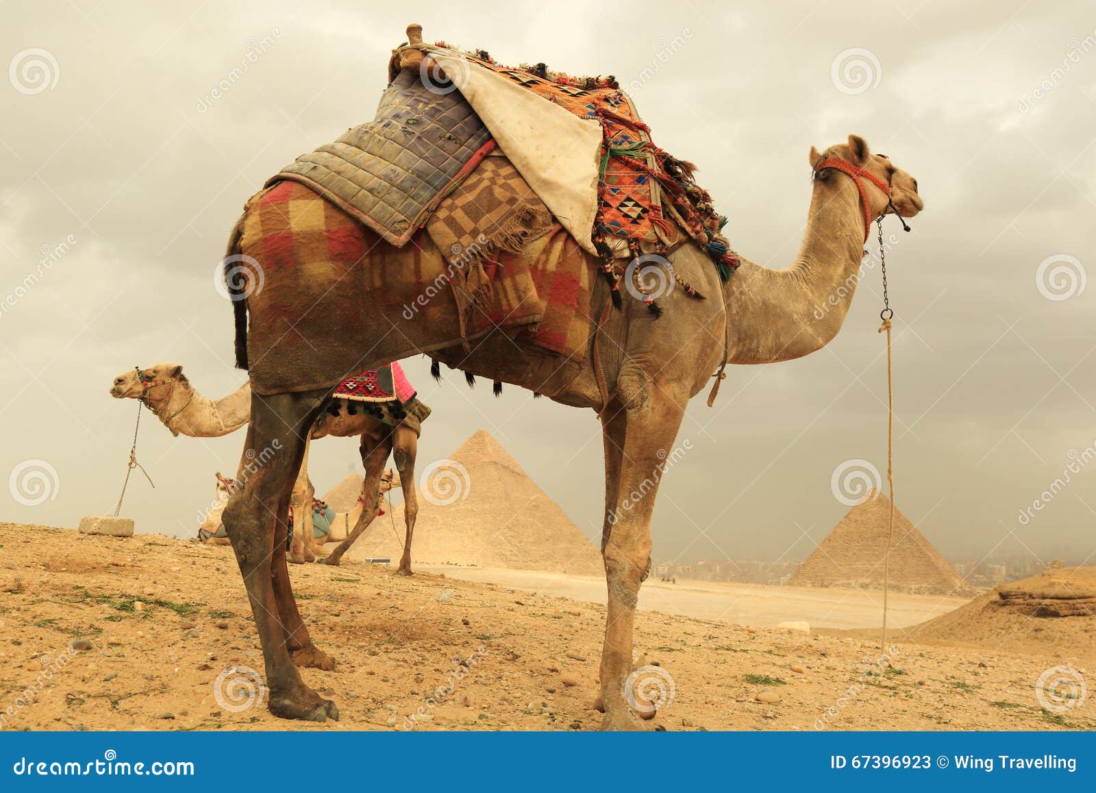 Pyramids and camels stock image. Image of tourism, egypt - 67396923