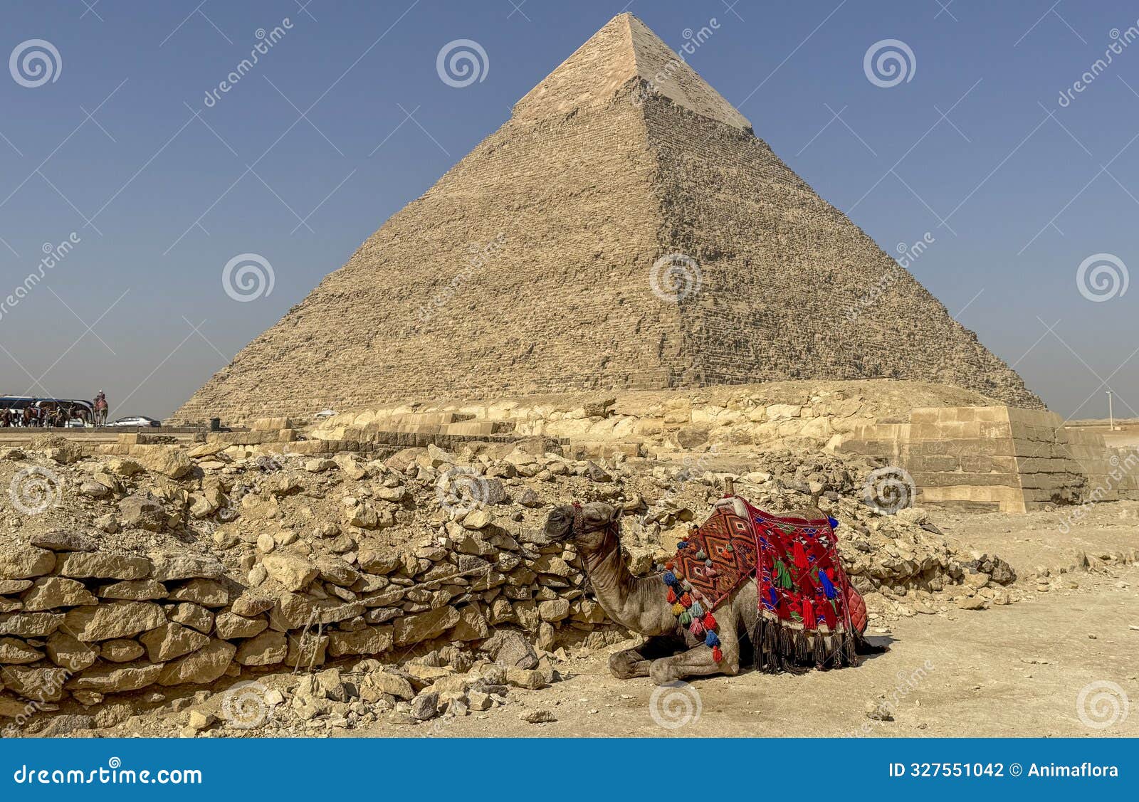 Pyramids of Giza with Camels in the Desert Stock Photo - Image of dune ...