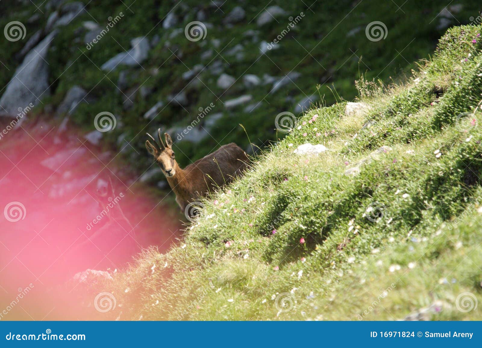 Pyrenean Chamois stock photo. Image of outdoor, biodiversity - 16971824