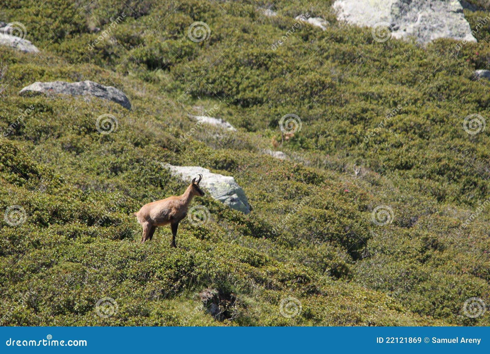 Pyrenean chamois stock image. Image of vertebrate, nature - 22121869