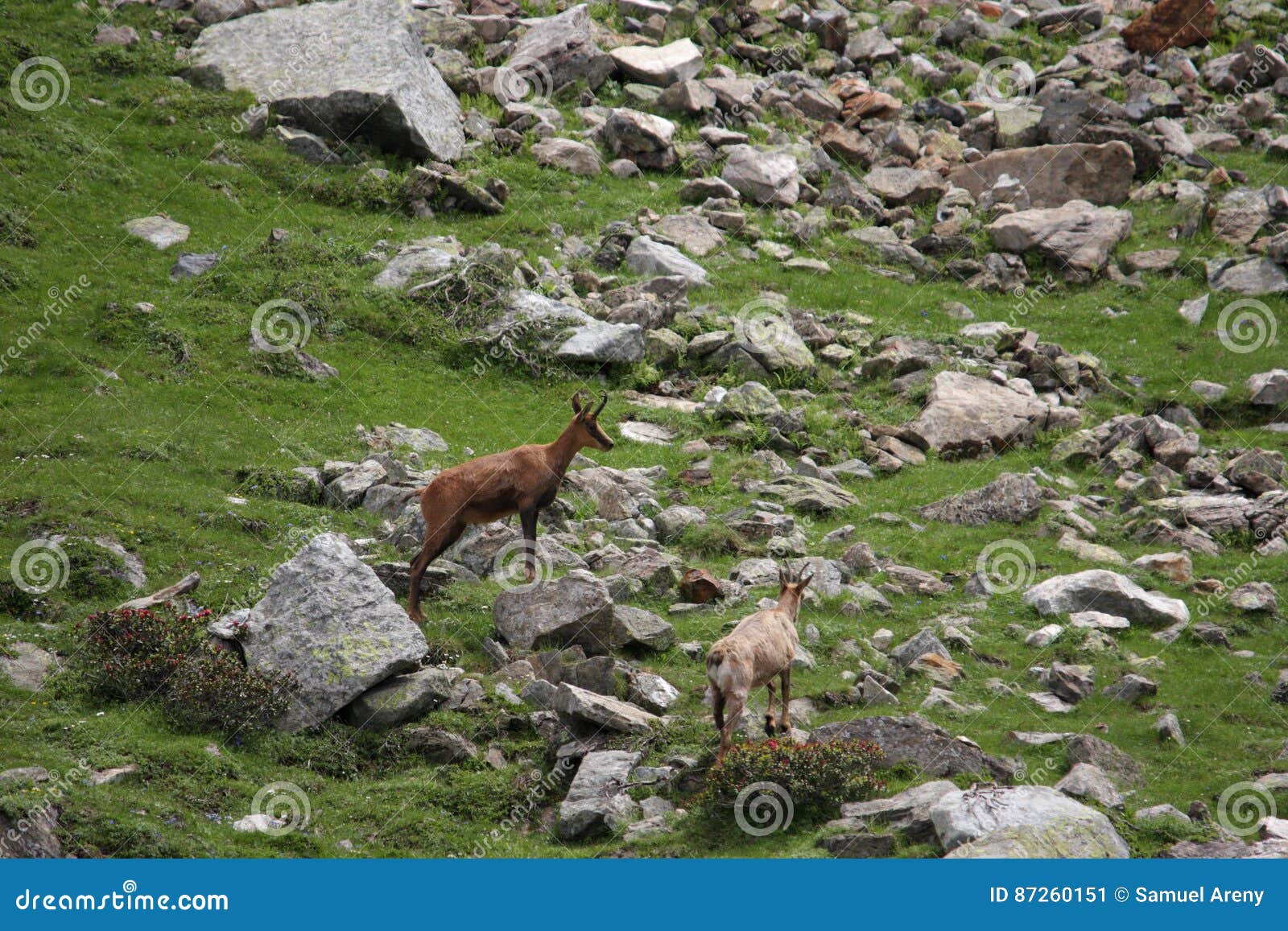Pyrenean Chamois in Pyrenees Stock Image - Image of outdoor, rupicapra ...
