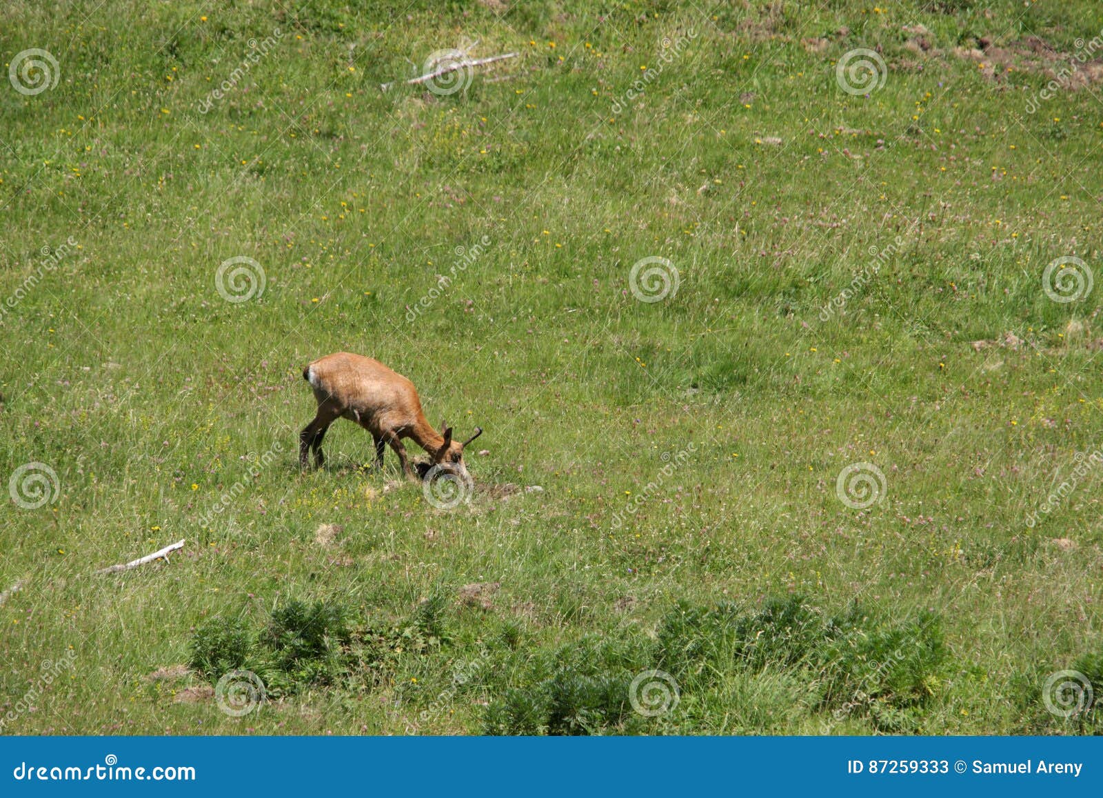 Pyrenean Chamois in Pyrenees Stock Image - Image of biodiversity ...