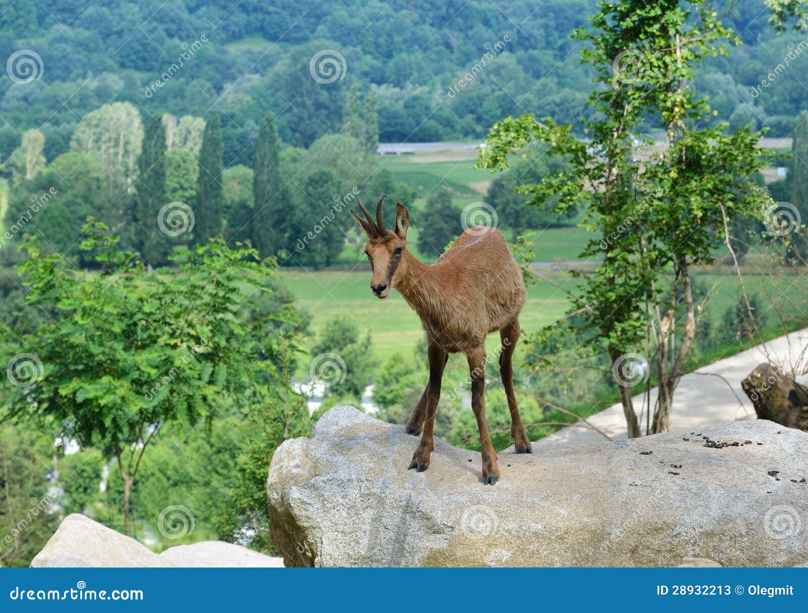 Pyrenean Chamois in Summer Mountains Stock Image - Image of ...