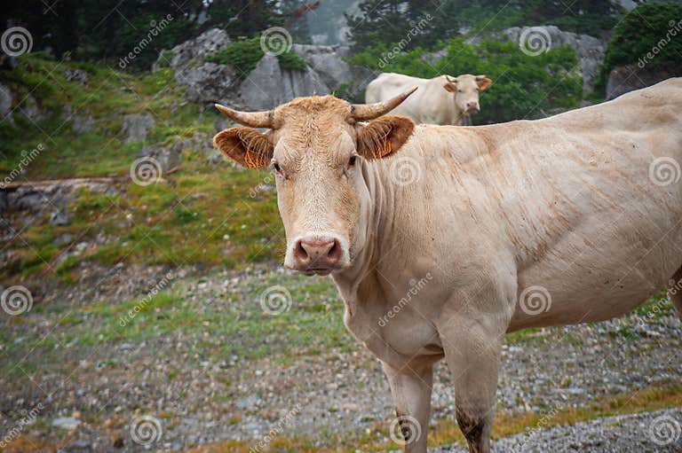Pyrenean Cows in the Navarrese Pyrenees, Spain Stock Photo - Image of ...