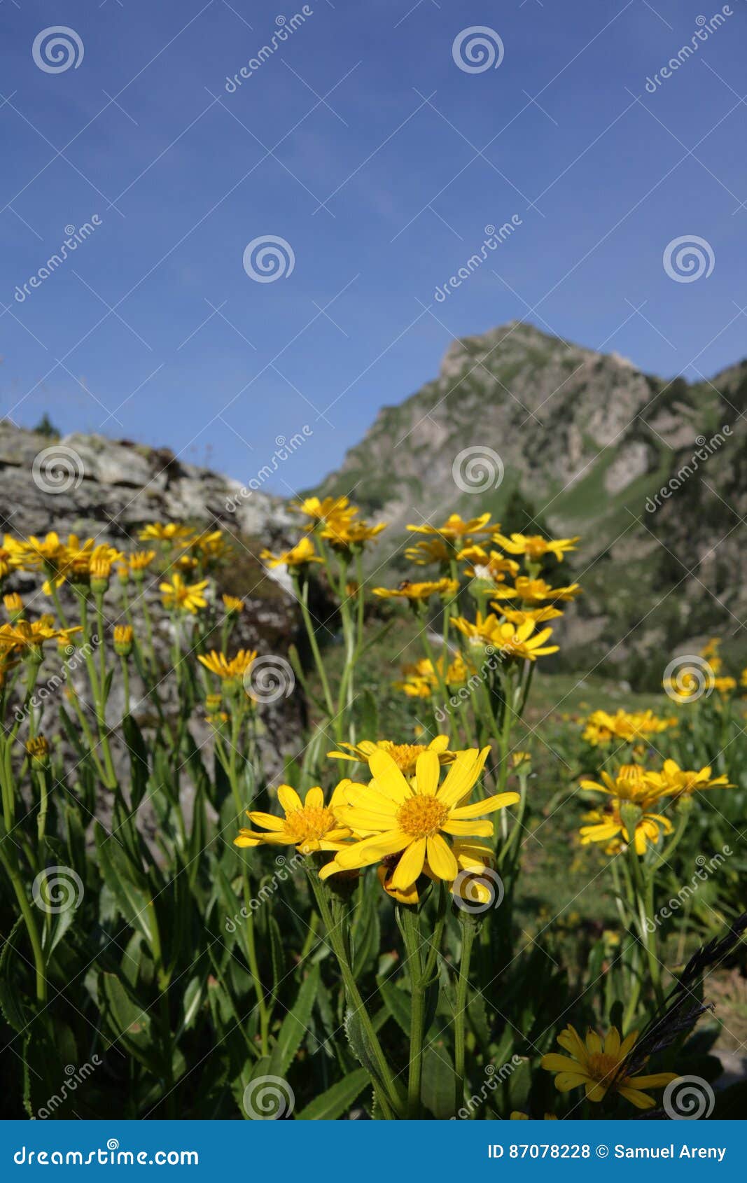 Pyrenean groundsel flower stock photo. Image of ariege - 87078228