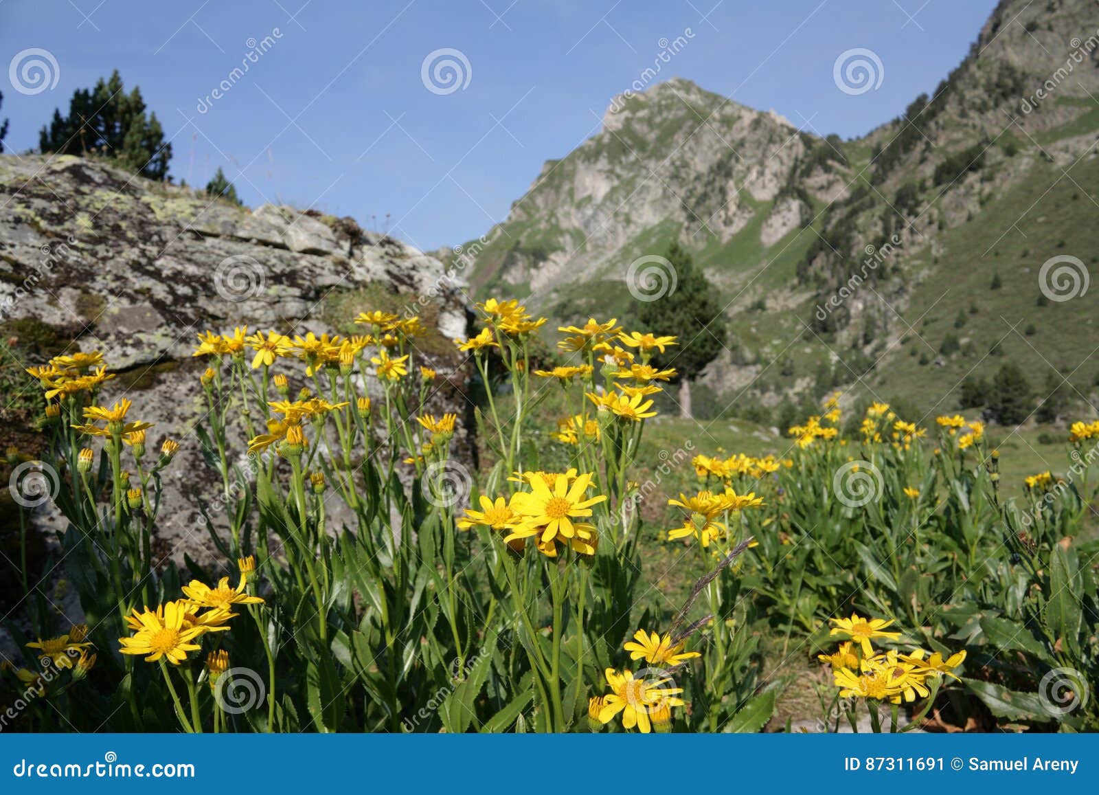 Pyrenean groundsel flower stock image. Image of landscape - 87311691