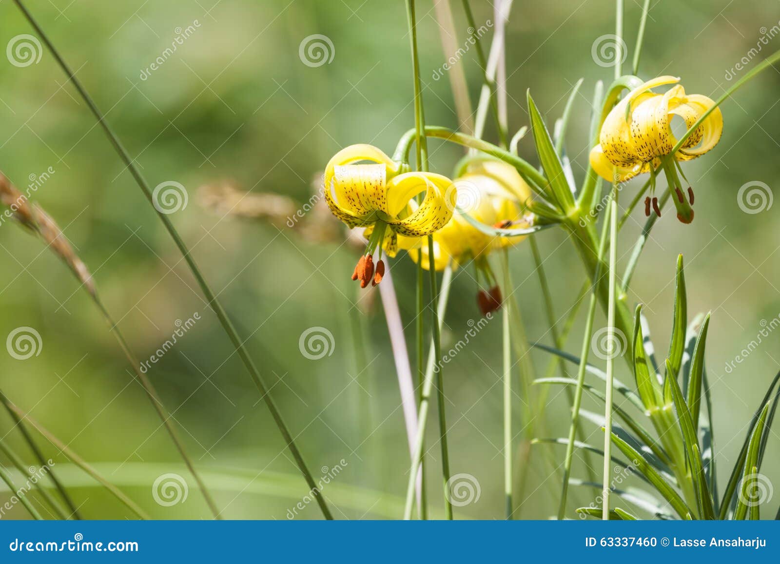 Pyrenees Flowers