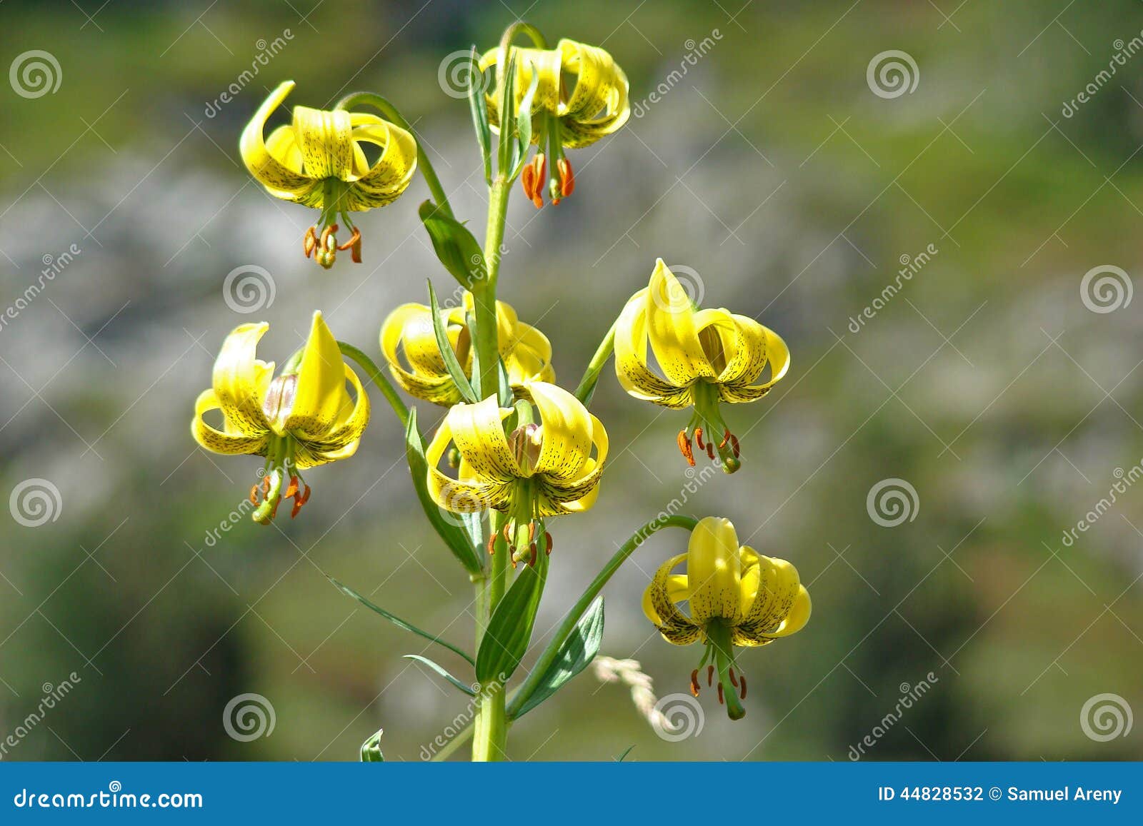 Pyrenean Lily stock photo. Image of angiosperms, dicotyledons - 44828532