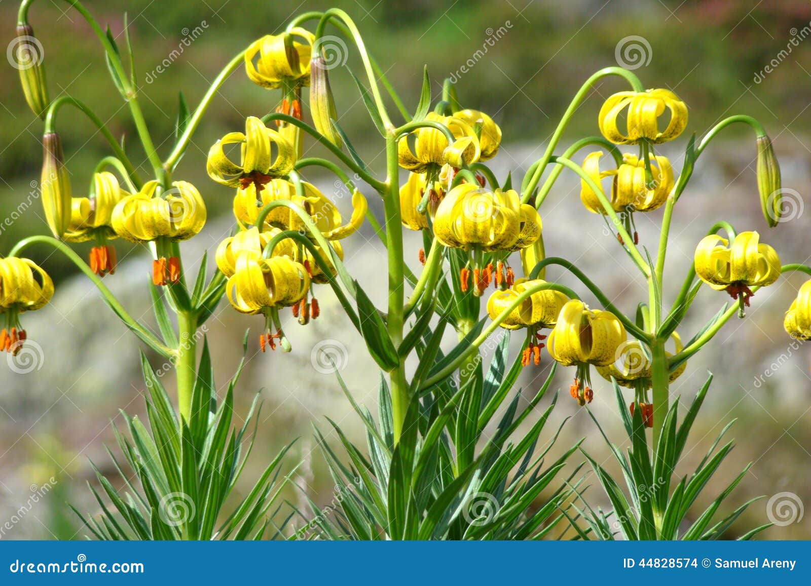 Pyrenean Lily stock photo. Image of petal, pyrenaicum - 44828574
