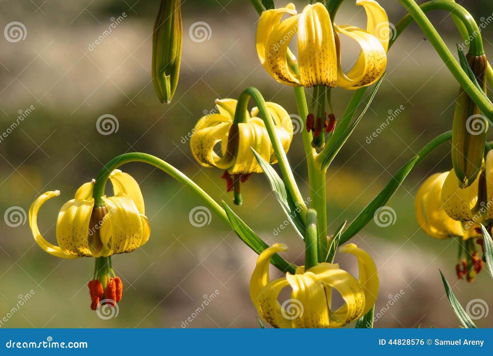 Pyrenean Lily stock photo. Image of nature, dicotyledons - 44828576