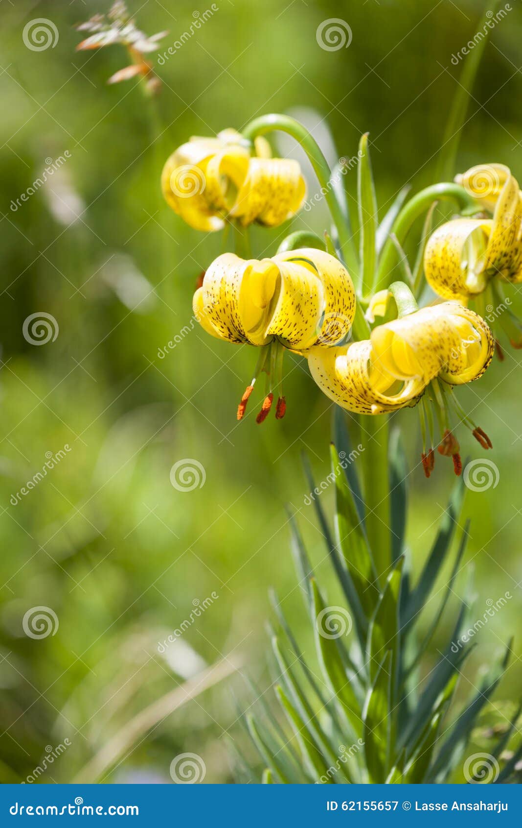 Pyrenean Lily stock image. Image of mountain, lilium - 62155657