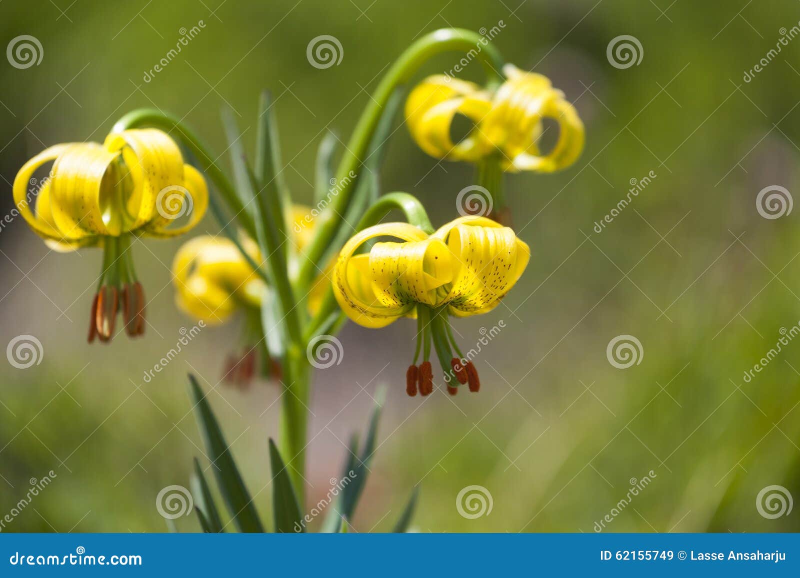 Pyrenean Lily stock image. Image of turk, pyrenaicum - 62155749