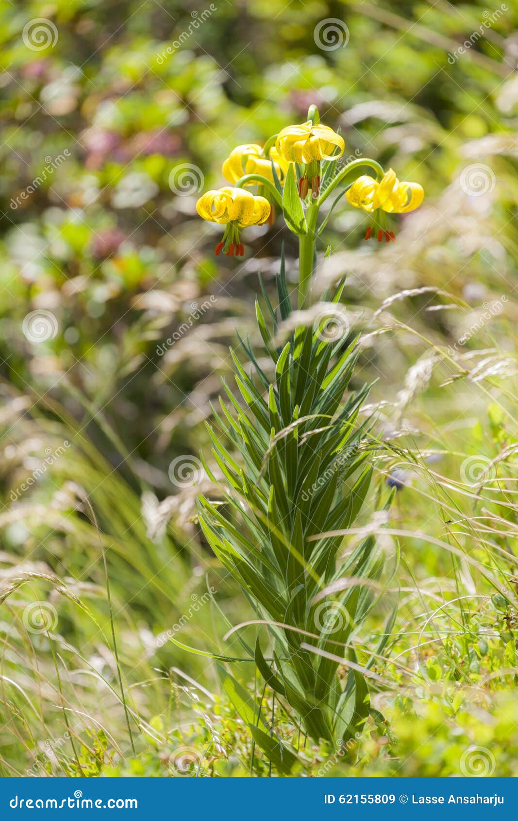 Pyrenean Lily stock image. Image of pyrenees, spotted - 62155809