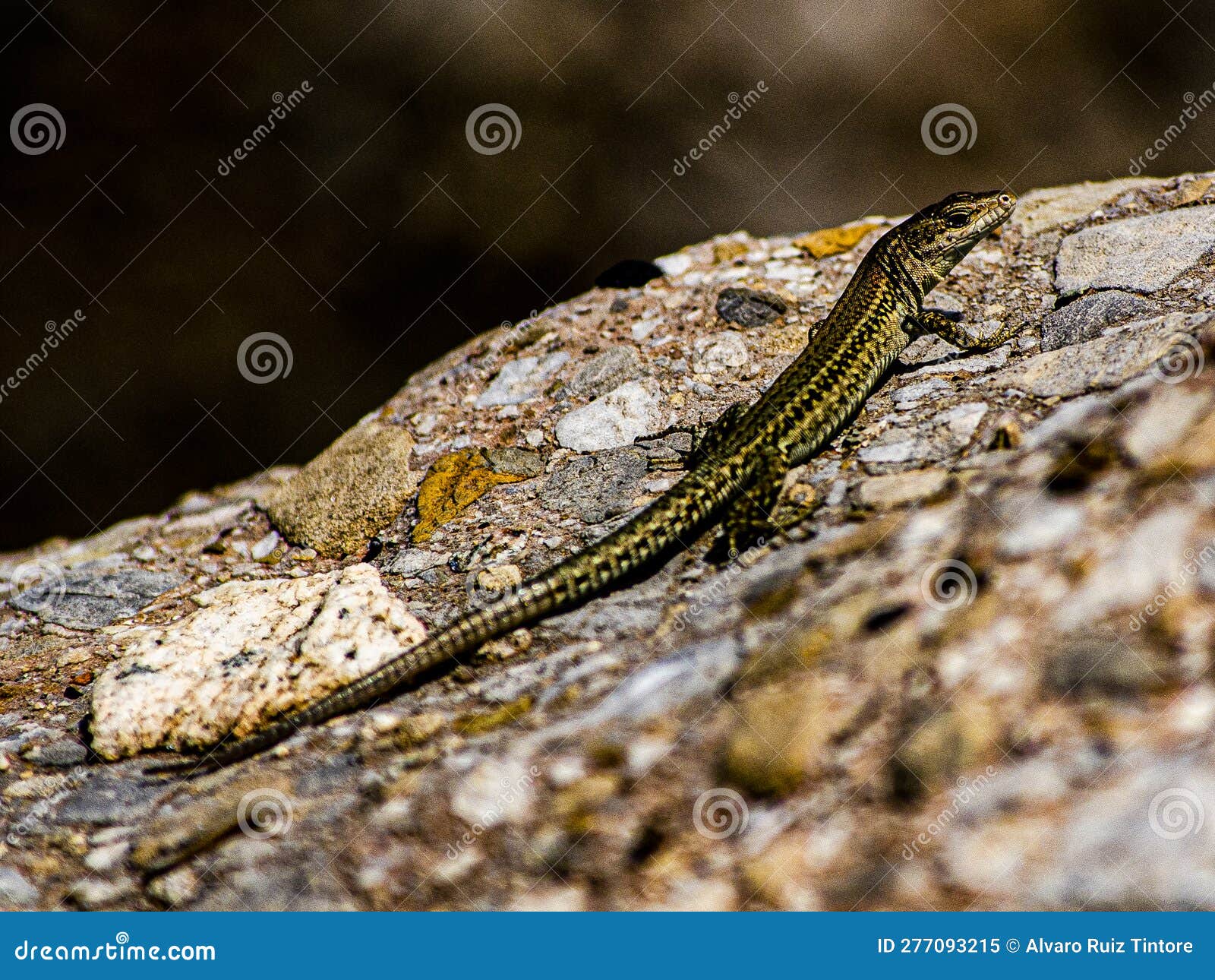 Pyrenean Long-tailed Lizard Sunbathing on a Rock Stock Image - Image of ...