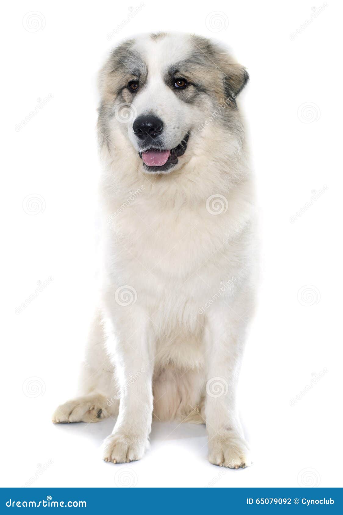 Pyrenean Mountain Dog stock photo. Image of great, french - 65079092