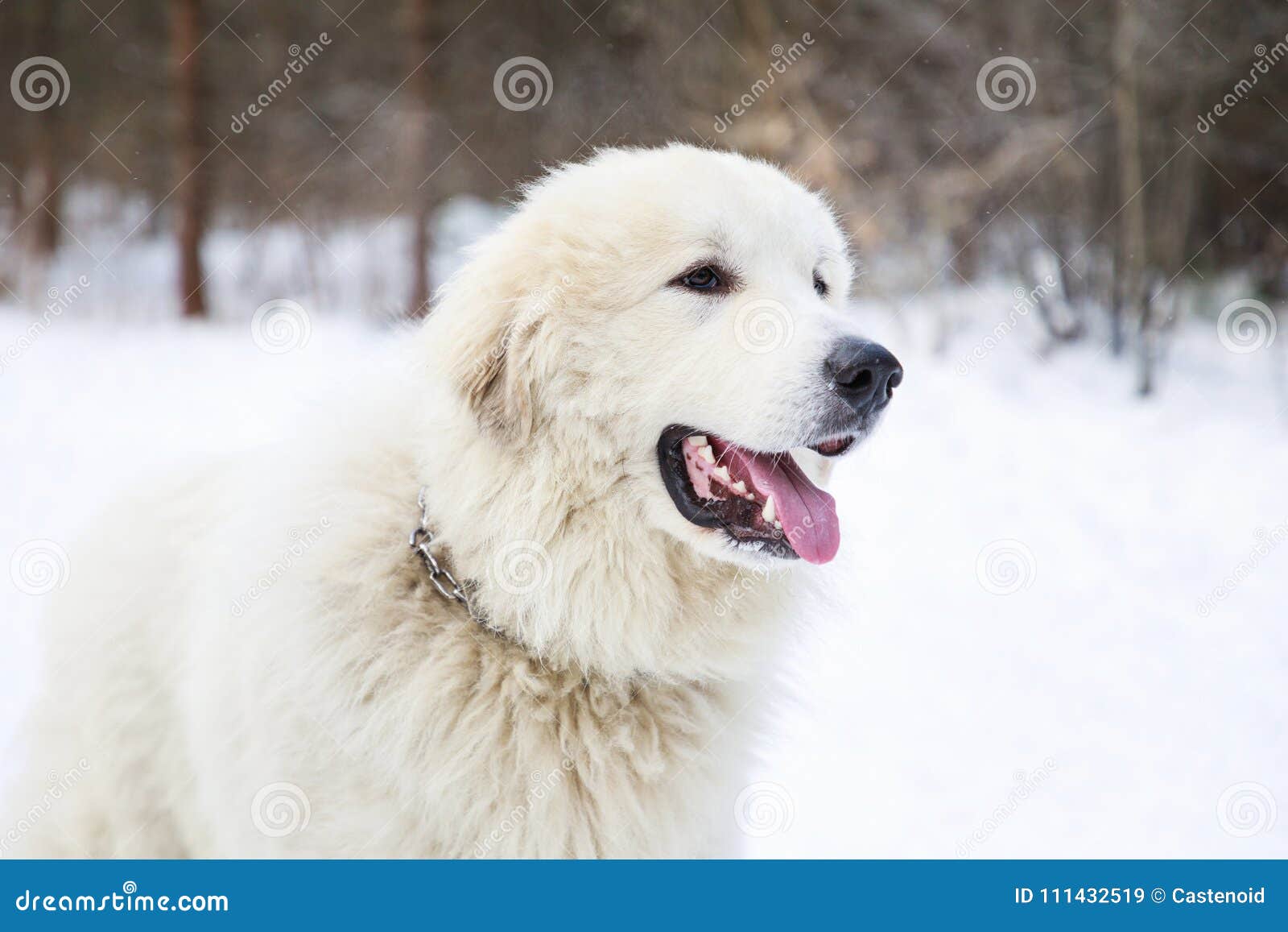 Pyrenean Mountain Dog stock image. Image of cold, mammal - 111432519