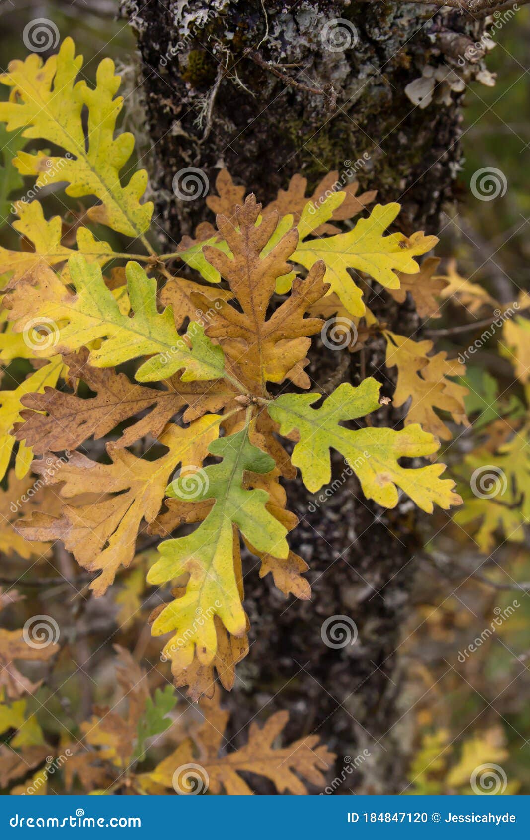 Pyrenean Oak Autumnal Foliage Stock Photo - Image of spain, organic ...
