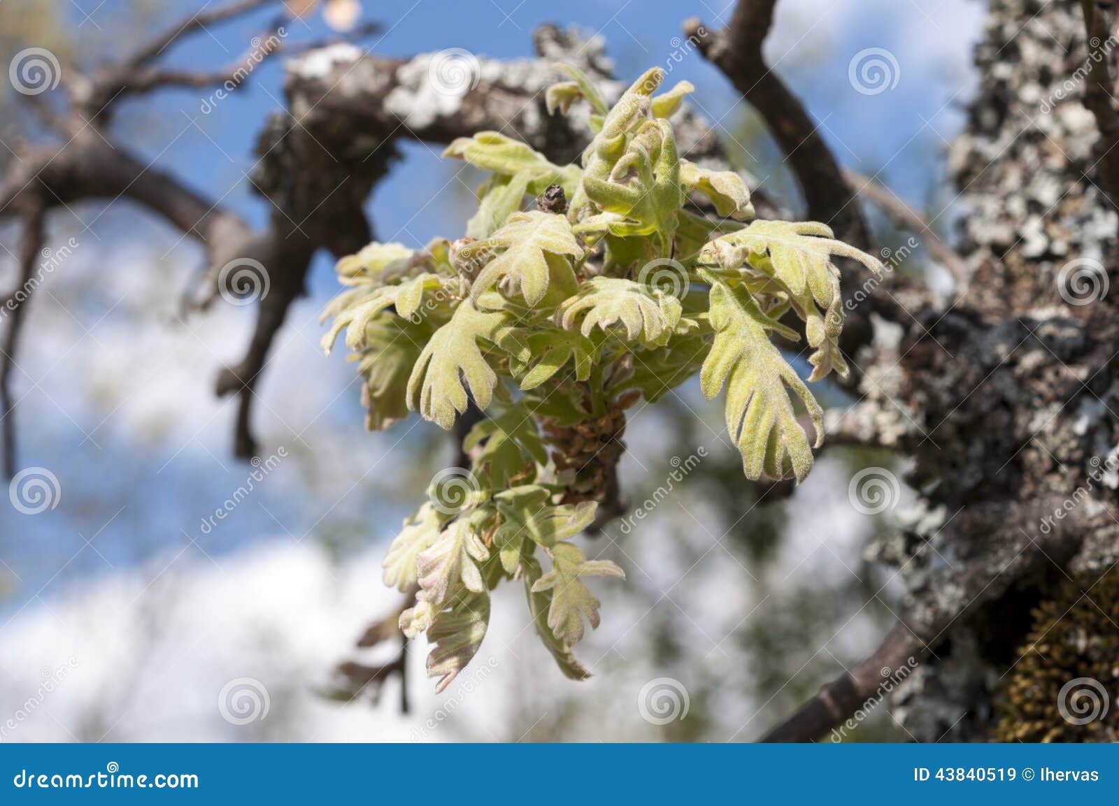 Pyrenean oak stock image. Image of guadarrama, tree, sprouts - 43840519