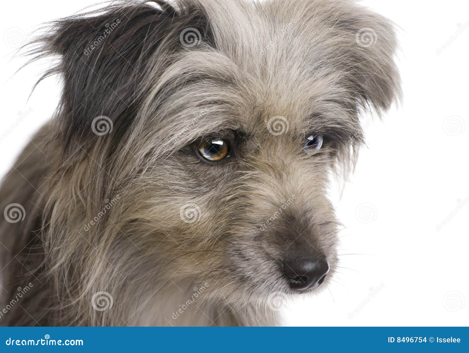 Pyrenean Shepherd (1 year) stock photo. Image of doggy - 8496754