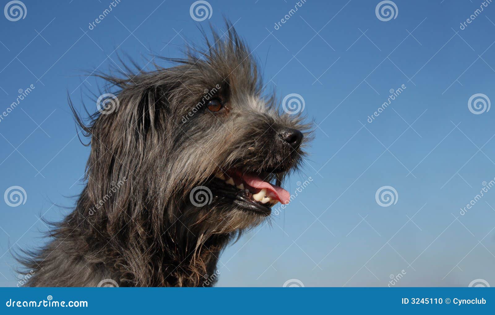 Pyrenean shepherd stock photo. Image of shepherd, labri - 3245110