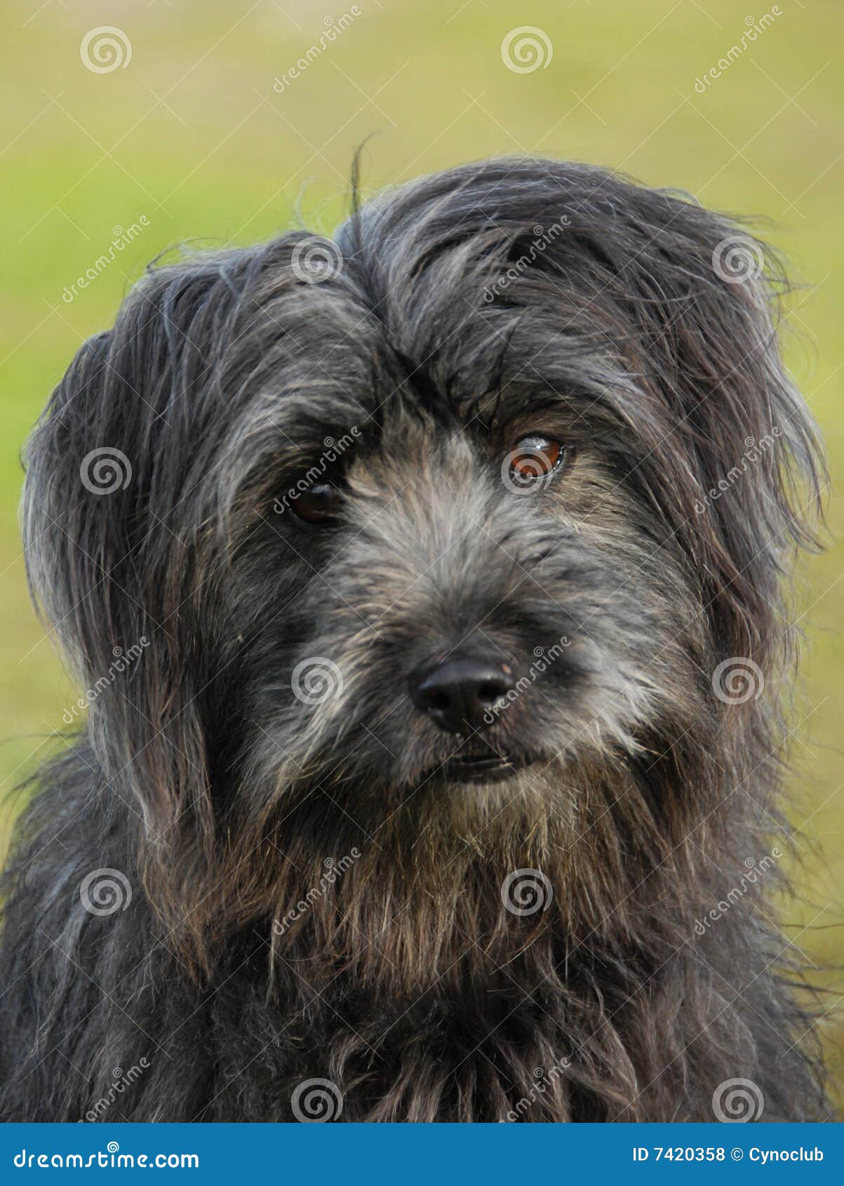 Pyrenean shepherd stock photo. Image of eyes, cute, animal - 7420358