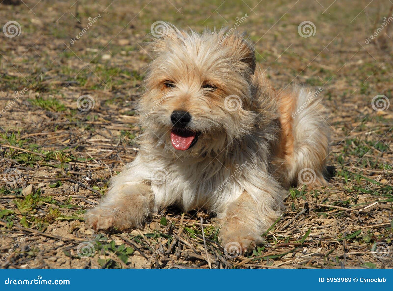 Pyrenean shepherd stock image. Image of field, canine - 8953989