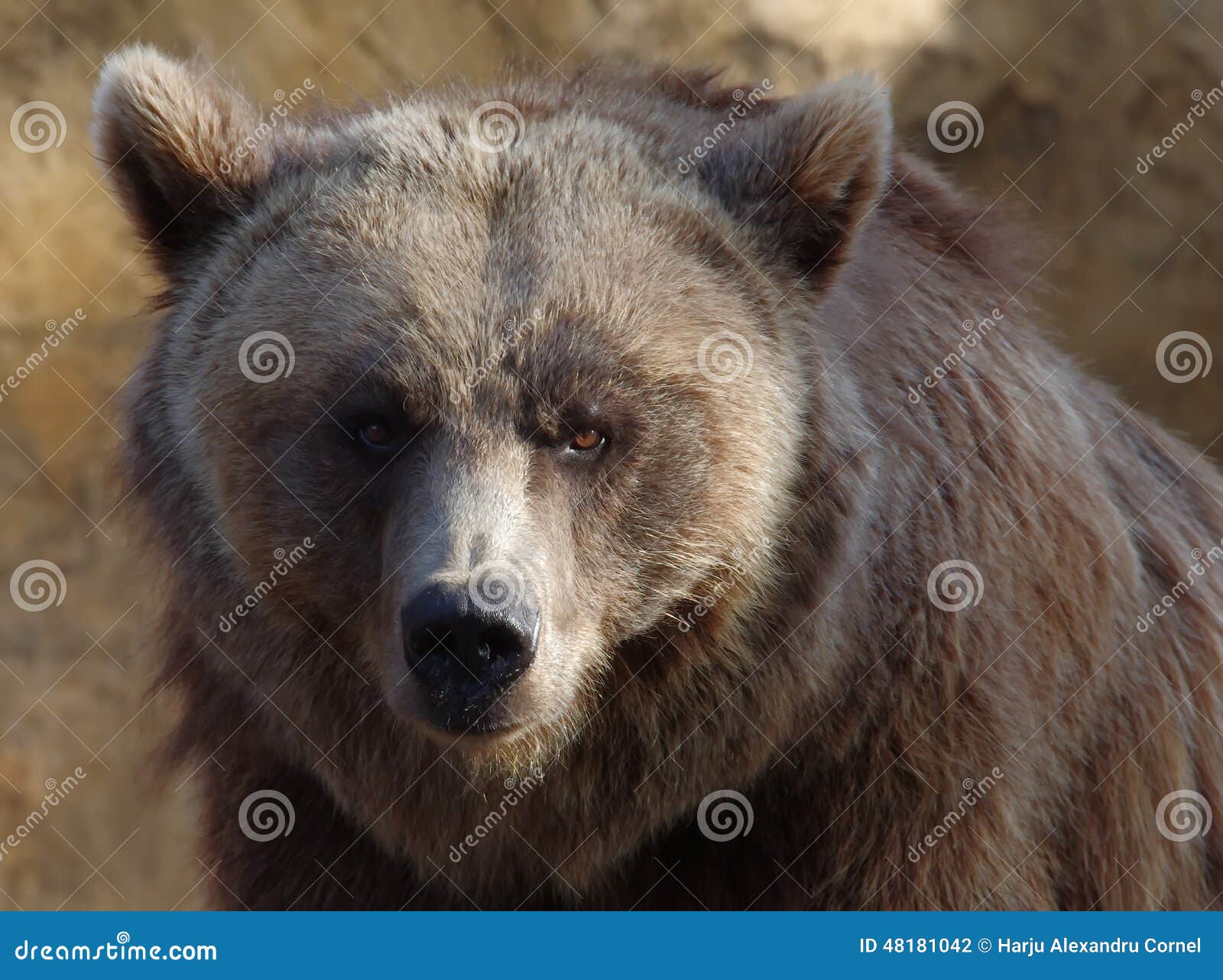 Pyrenees brown bear stock photo. Image of brown, forest - 48181042