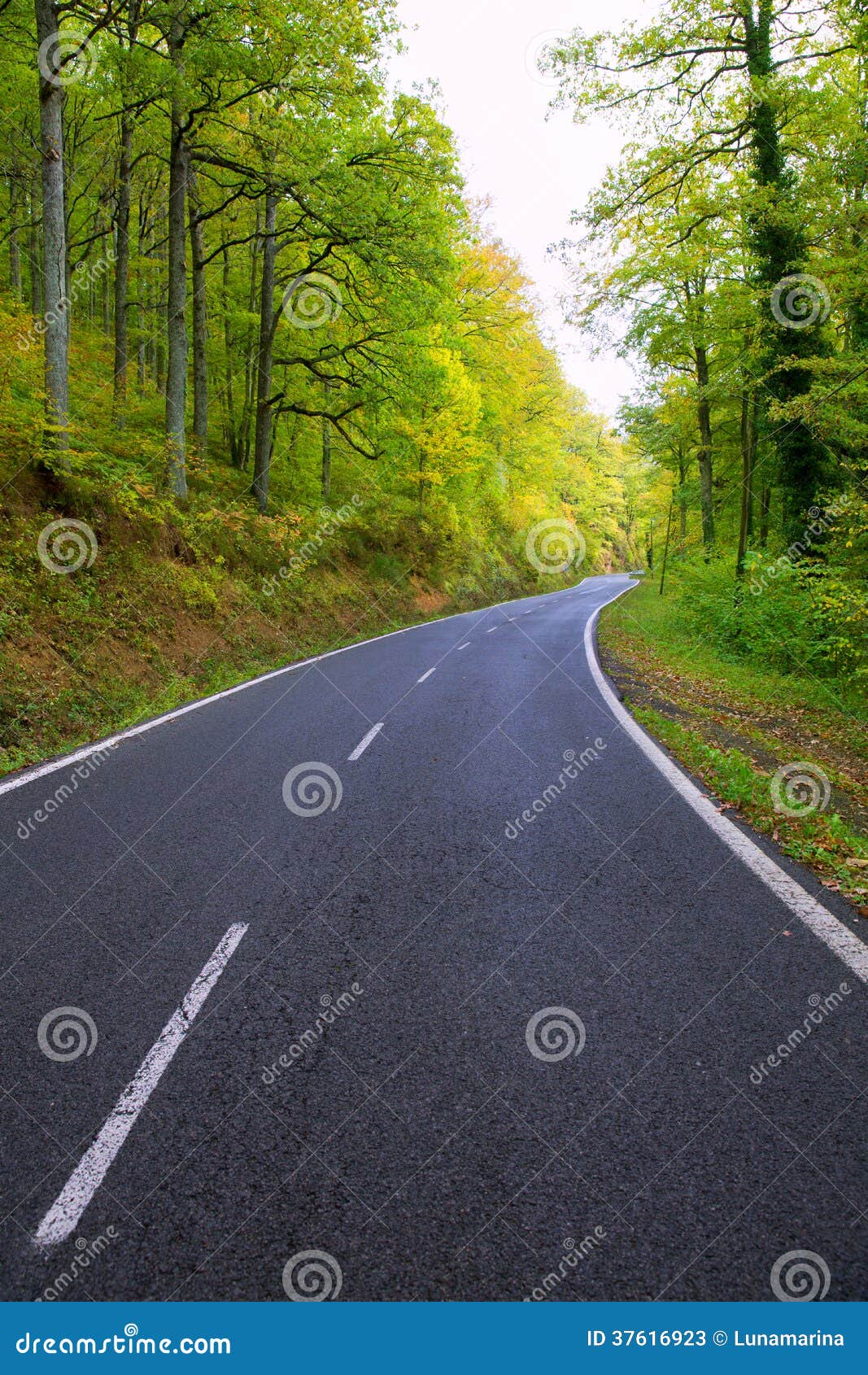 Pyrenees Curve Road in Forest Stock Image - Image of highway, lane ...