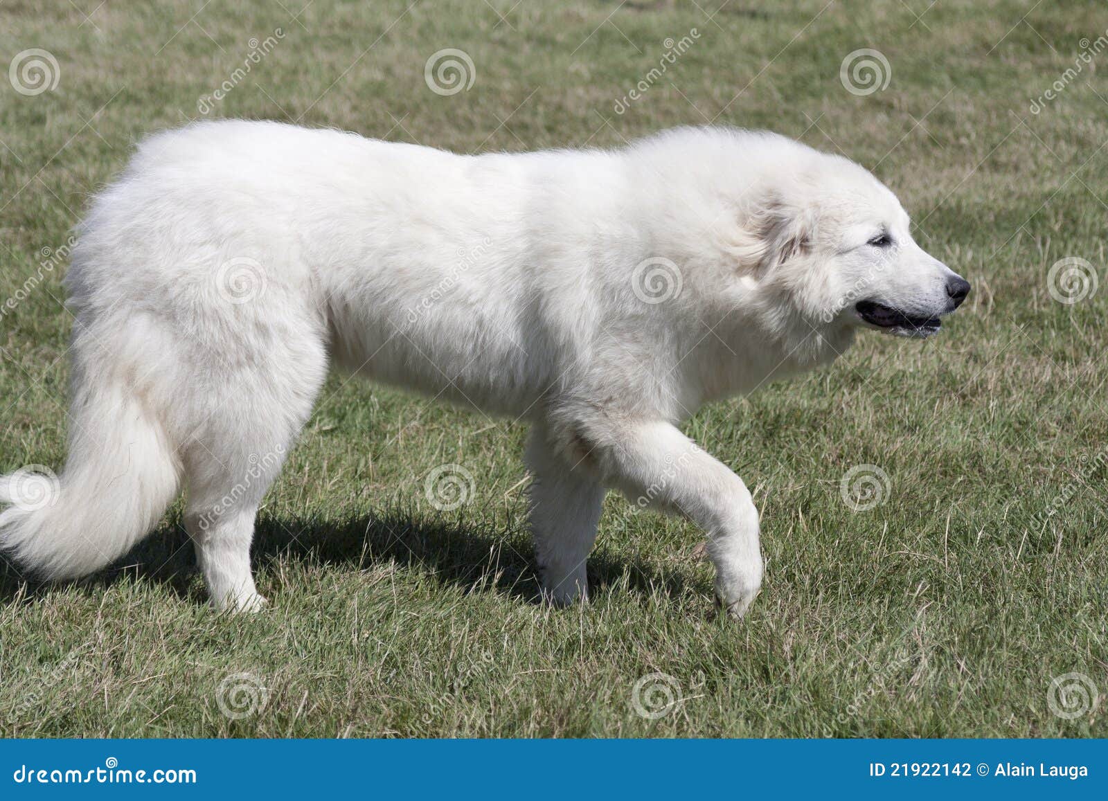 Pyrenees dog stock photo. Image of hairs, great, protection - 21922142