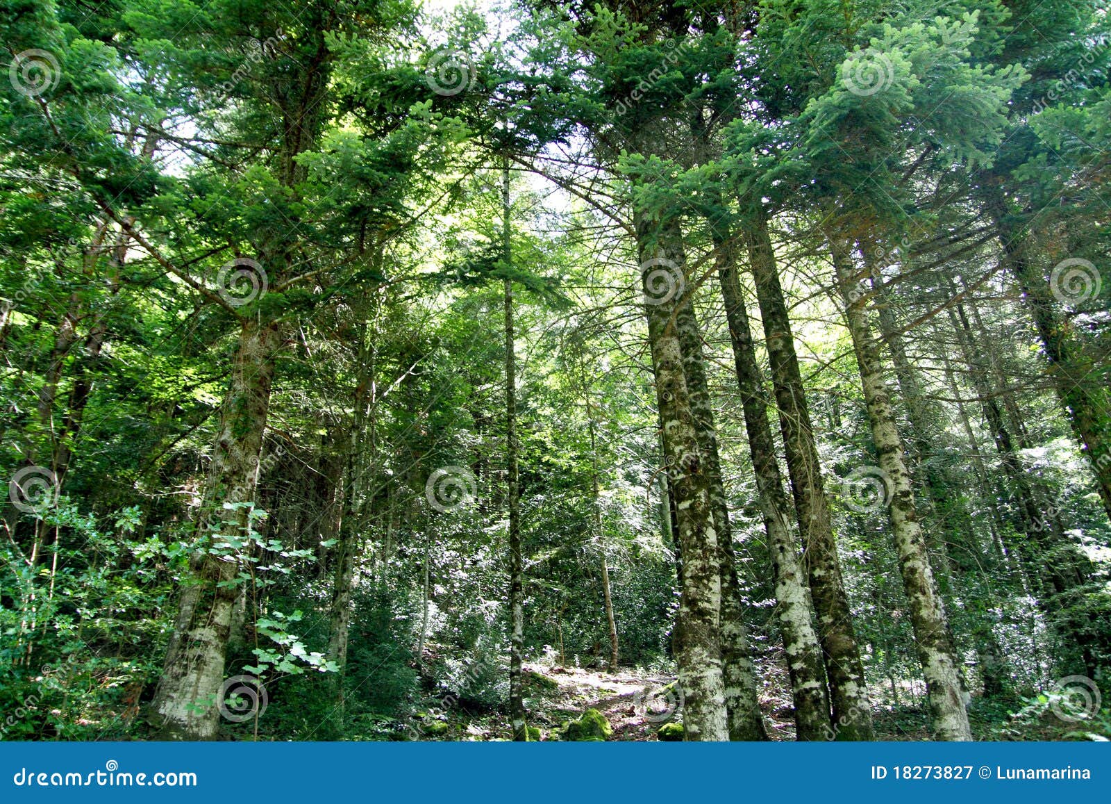 Pyrenees Trees Forest Mountain Summer Scenics Stock Image - Image of ...