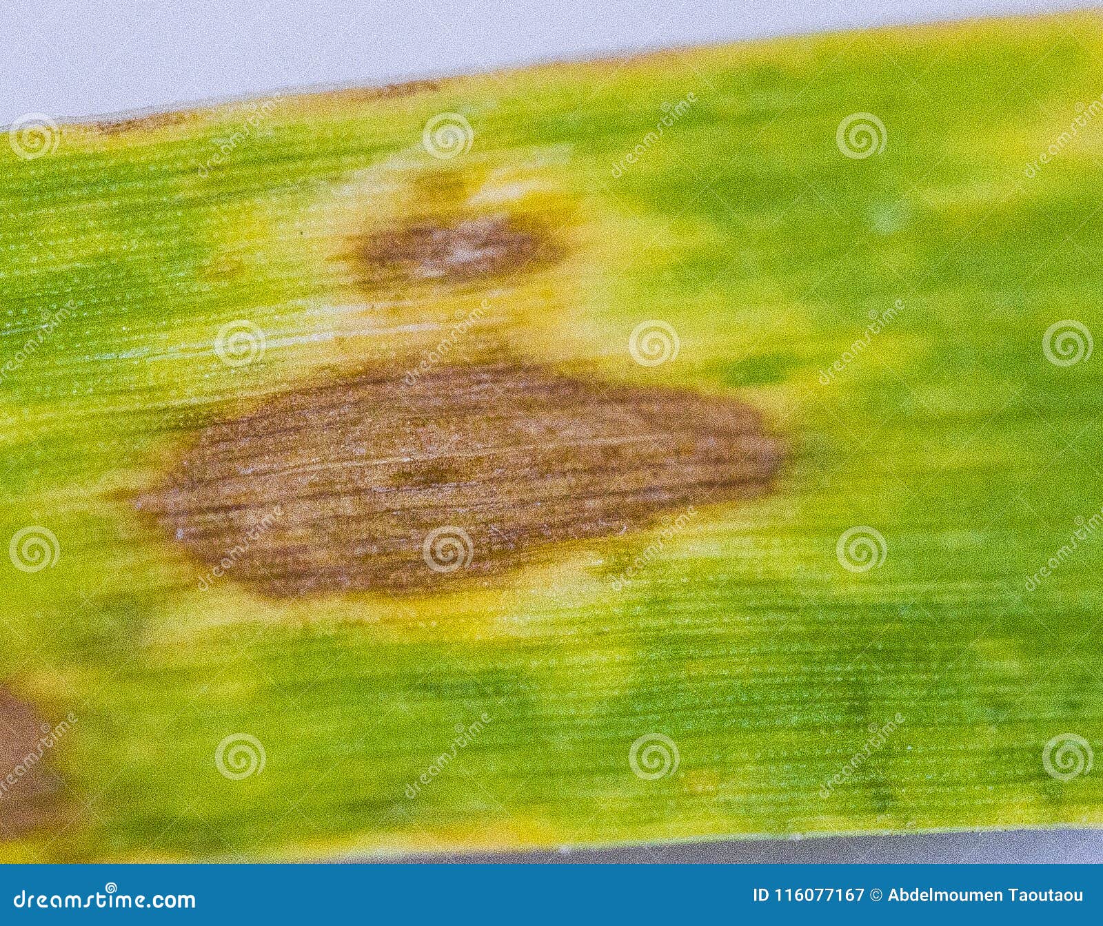 Pyrenophora stock image. Image of healthy, environment - 116077167
