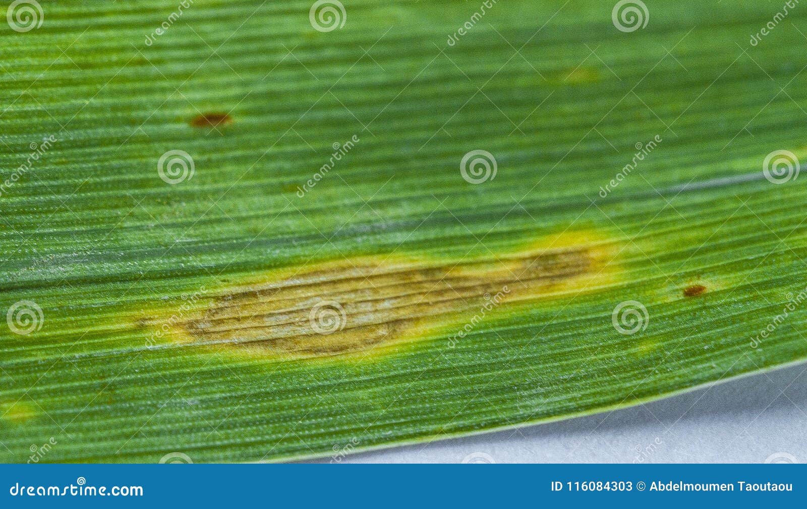 Pyrenophora stock image. Image of environment, death - 116084303
