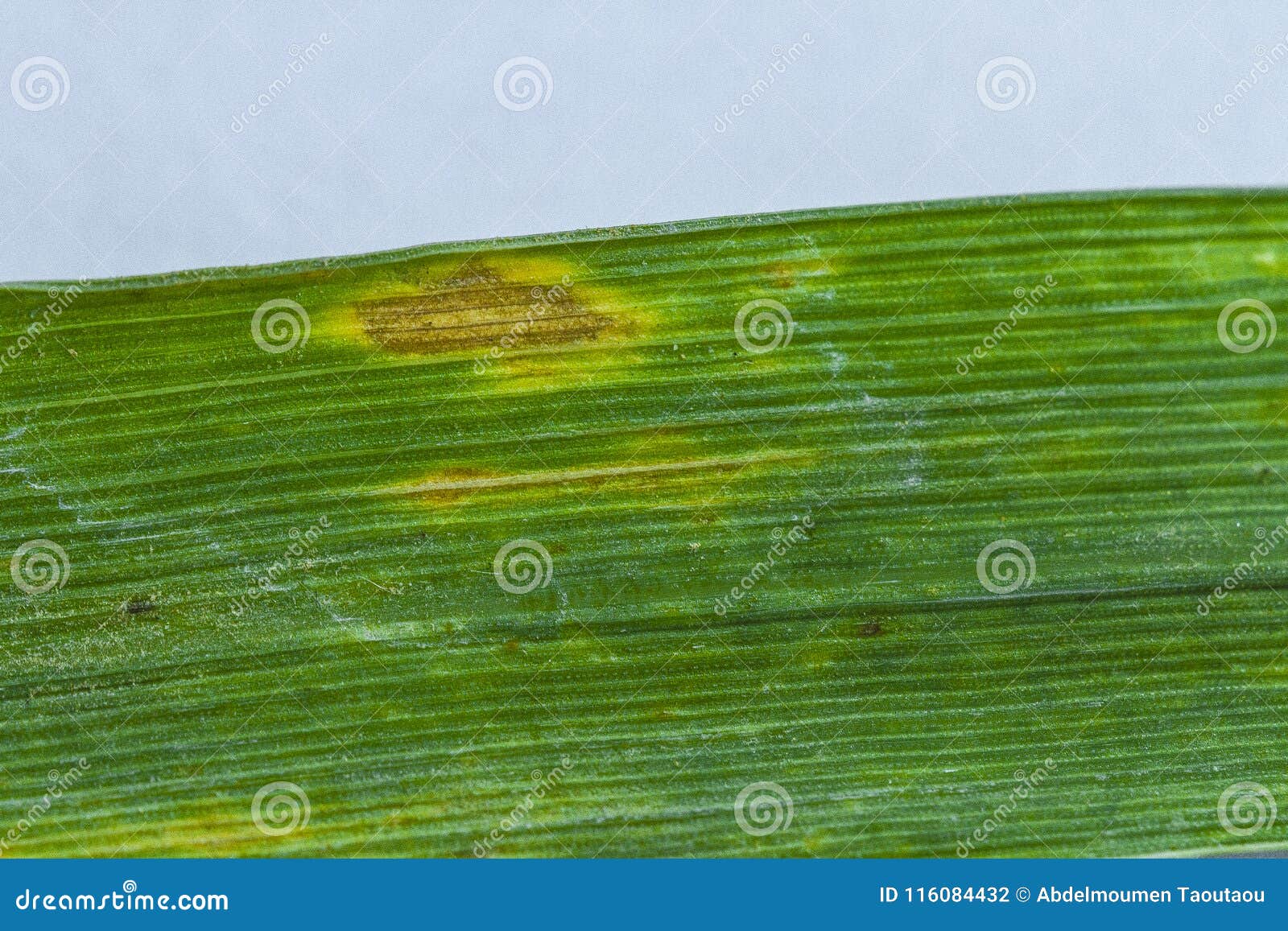 Pyrenophora stock photo. Image of damage, famin, disease - 116084432