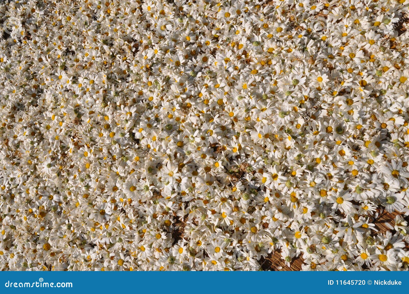 Pyrethrum (Chrysanthemum Cinerariaefolium) Stock Photo - Image of life ...